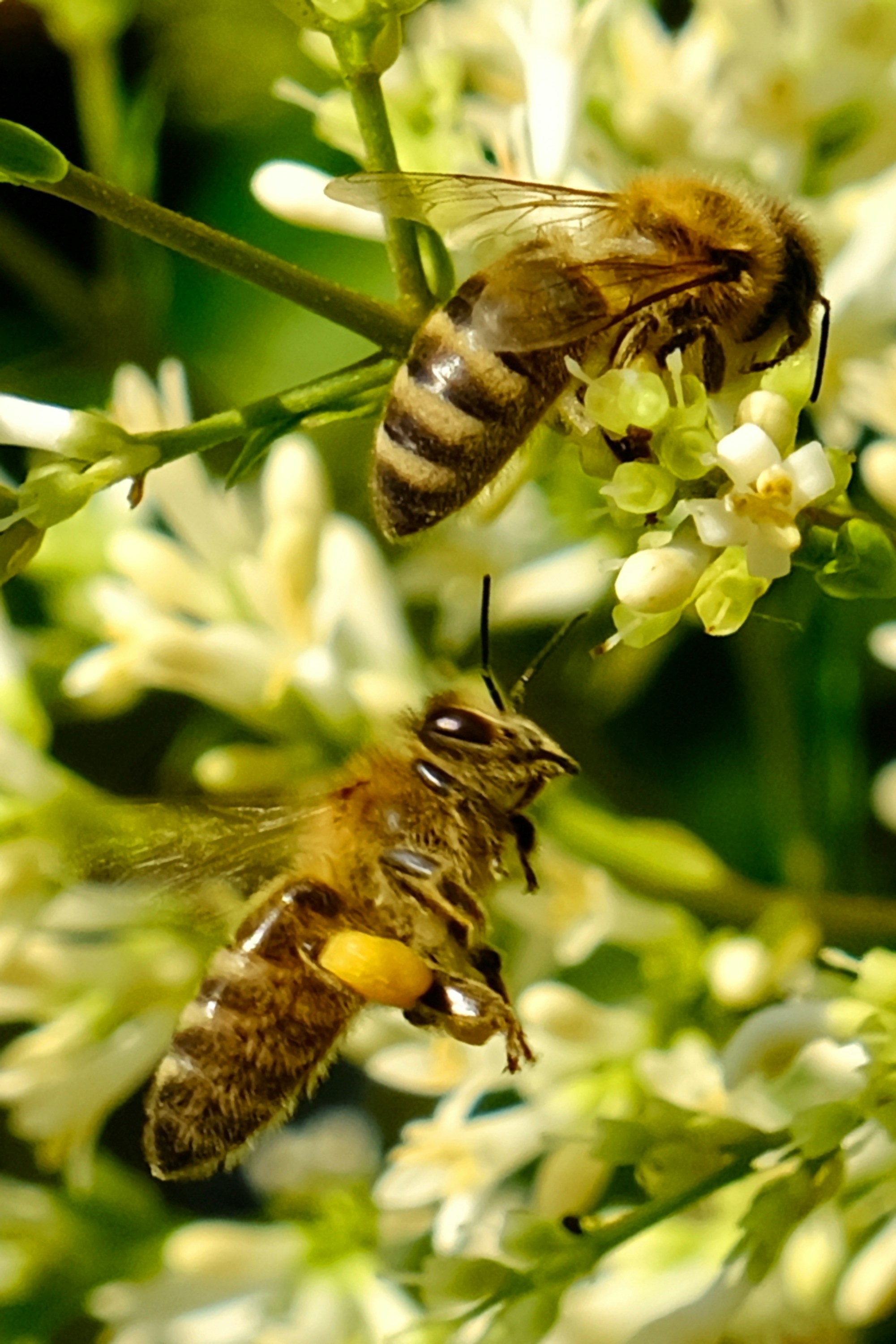Bees and Food: Why hives hit the highway (to hell?!)