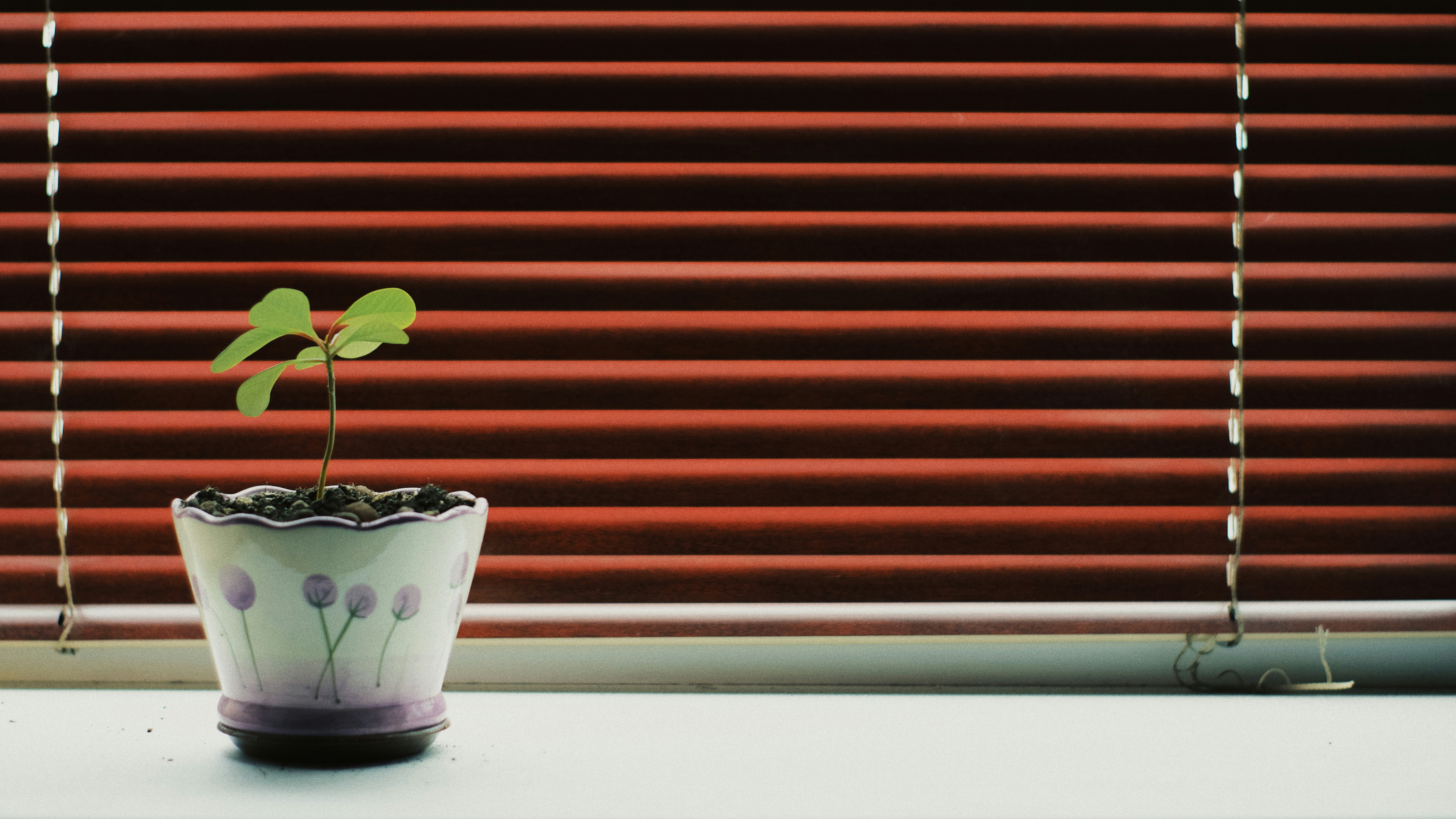 Une petite plante en pot assise sur un rebord de fenêtre photo – Photo ...