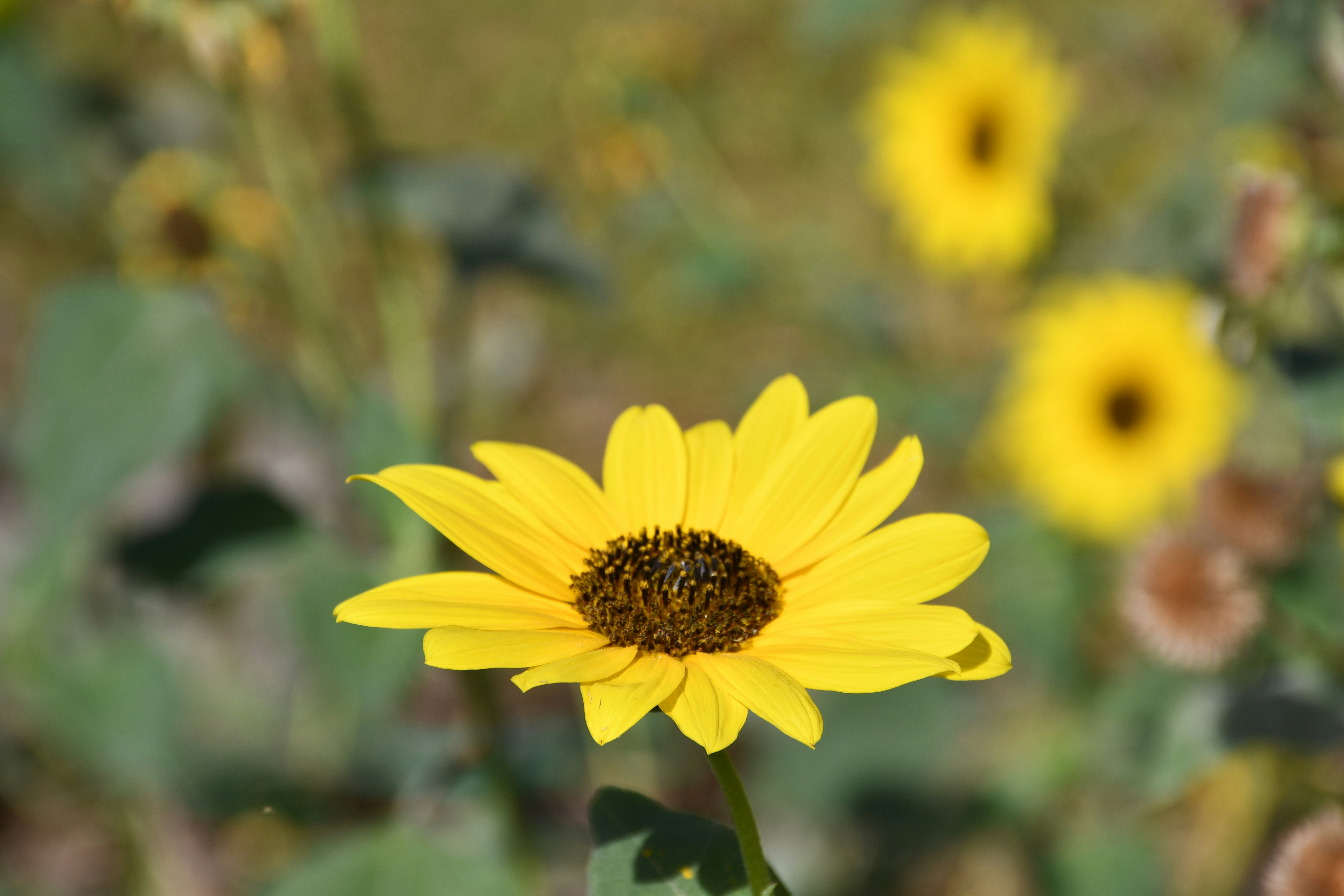 A sunflower in a field of yellow flowers photo – Free Kfar hasidim ...