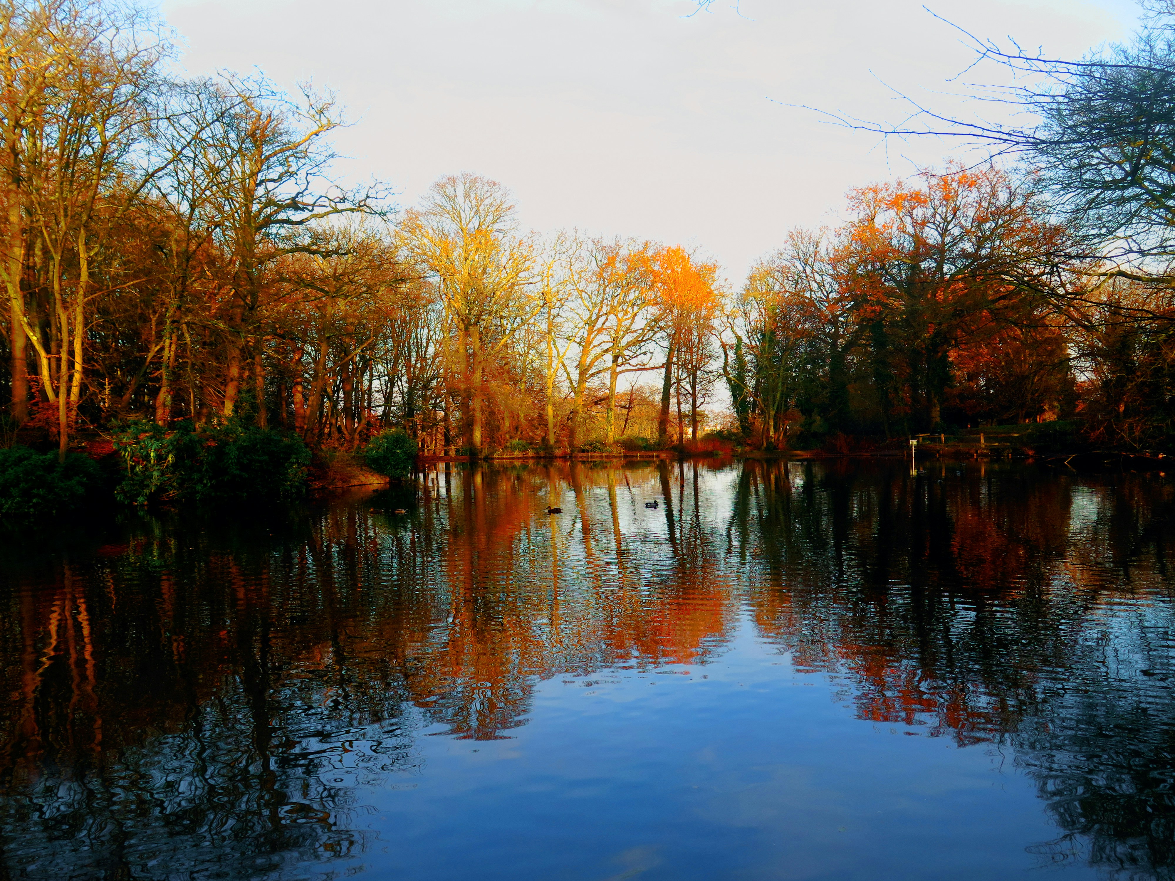 Autumn trees reflecting in a calm lake under a clear sky.