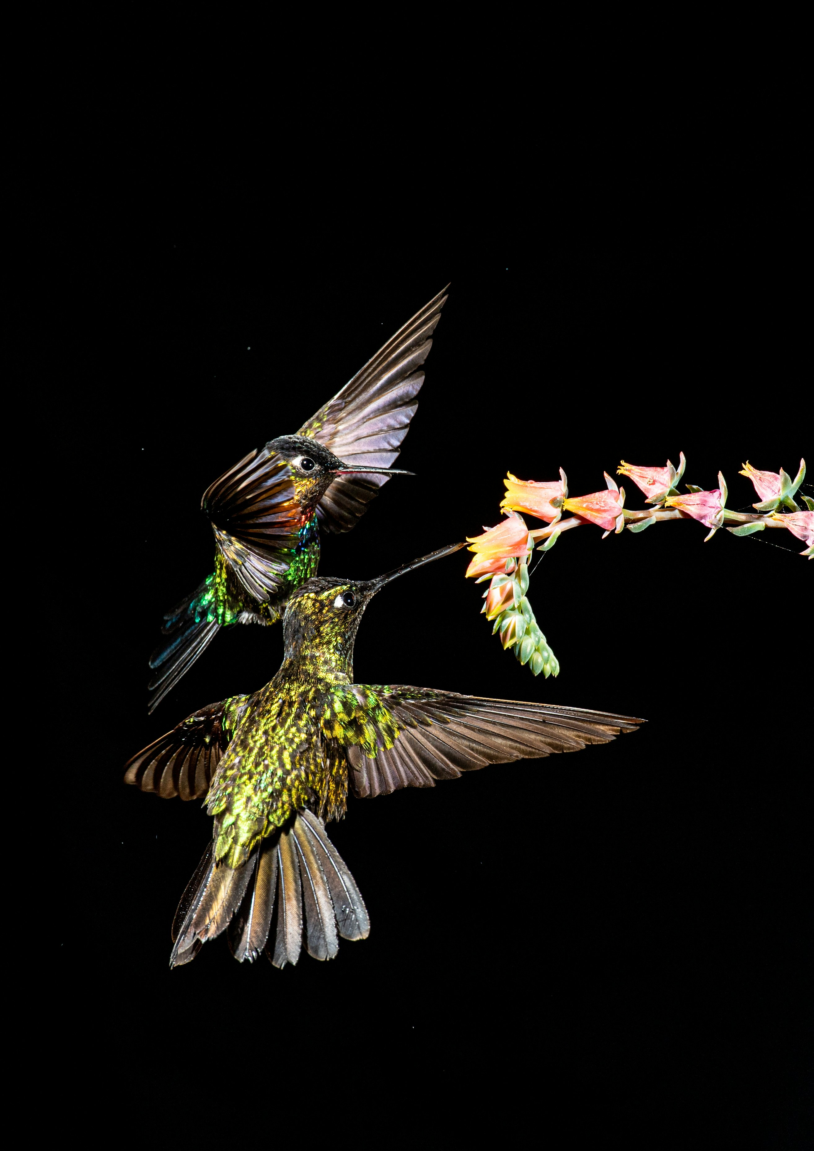 Two hummingbirds hover around a pink flowering stem against a deep black background in a high-contrast photograph.