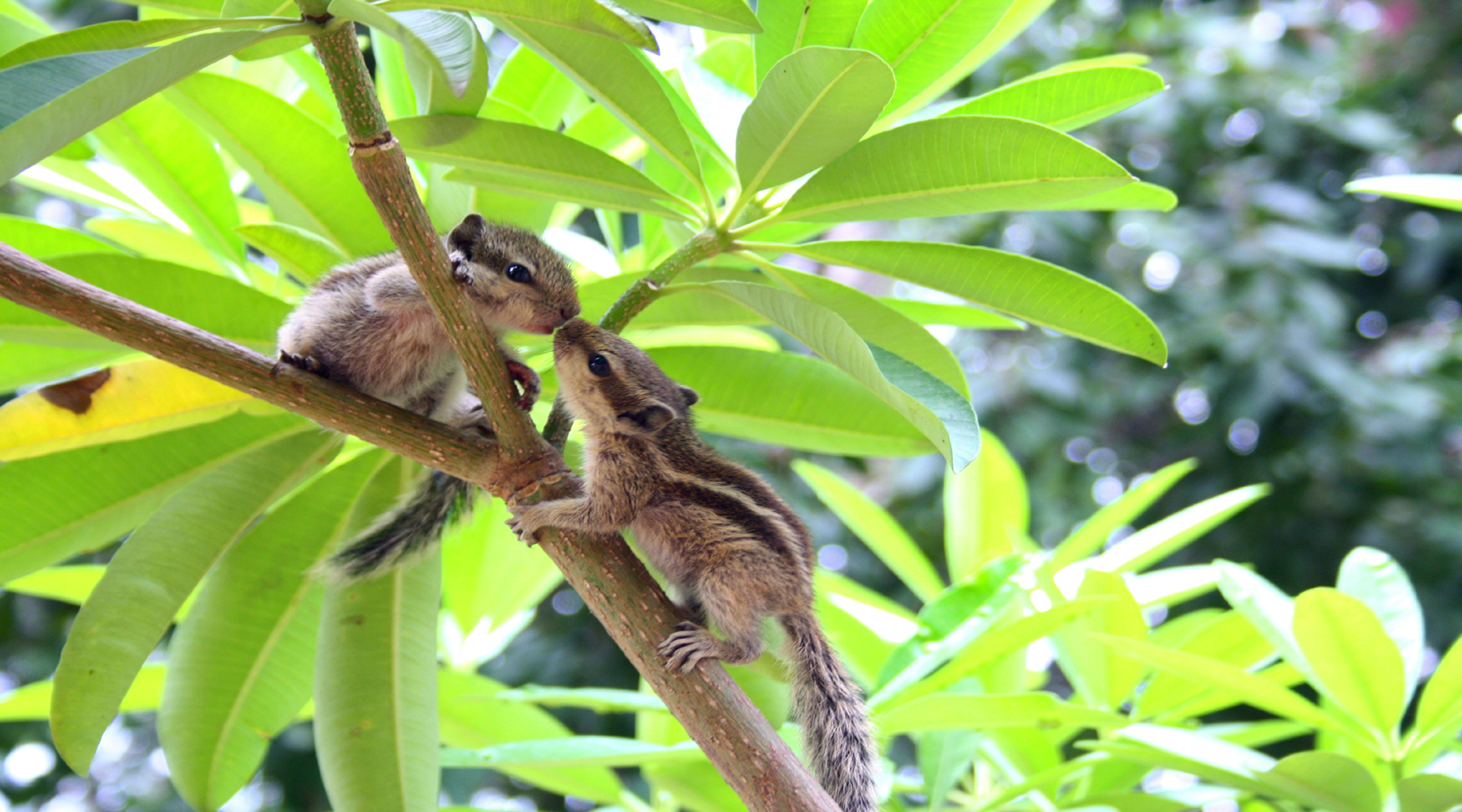 A small animal climbing up a tree branch photo – Free Squirrel Image on ...