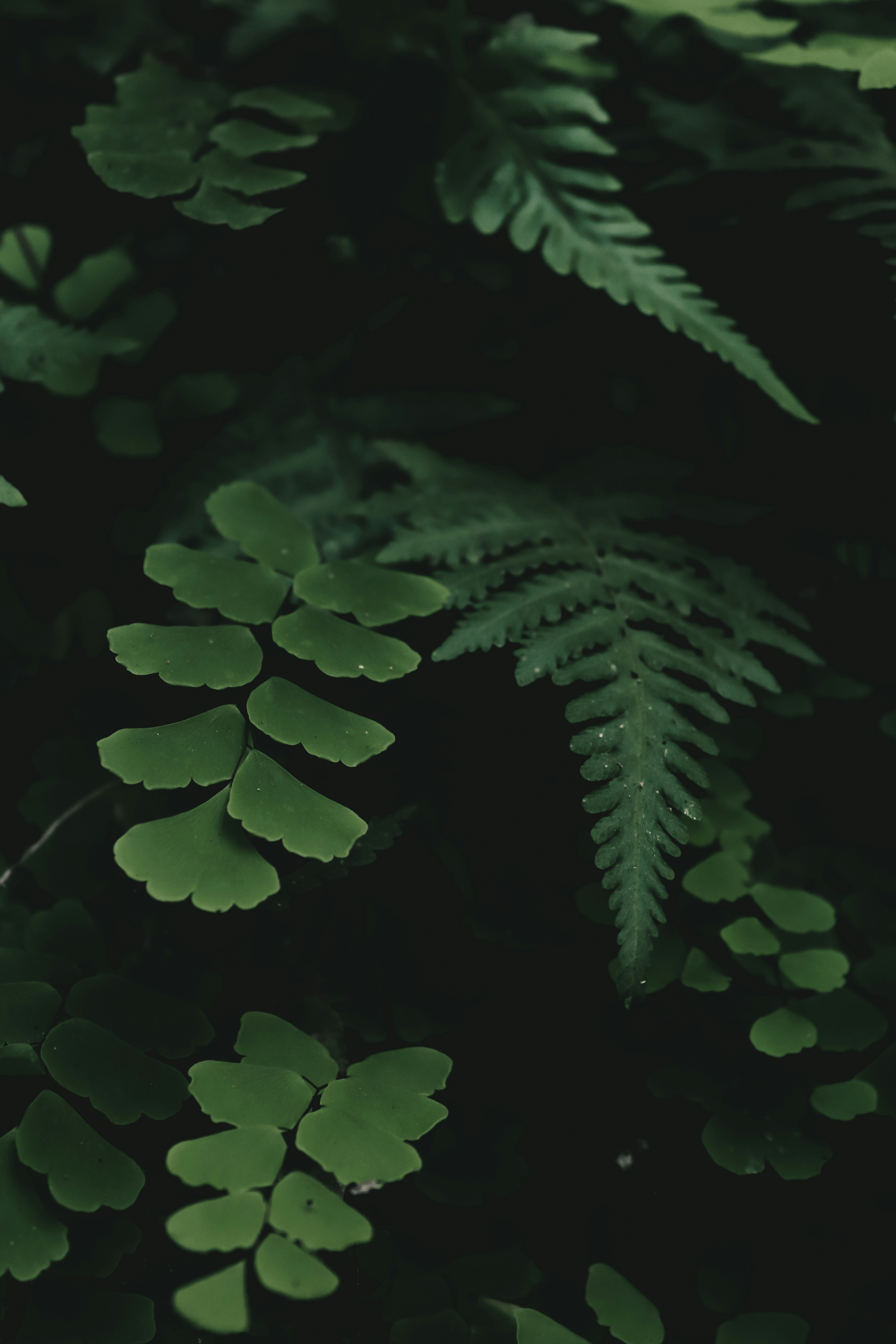 Vibrant ferns and delicate leaves intertwine in a rich tapestry of greens, showcasing the beauty of nature's undergrowth.
