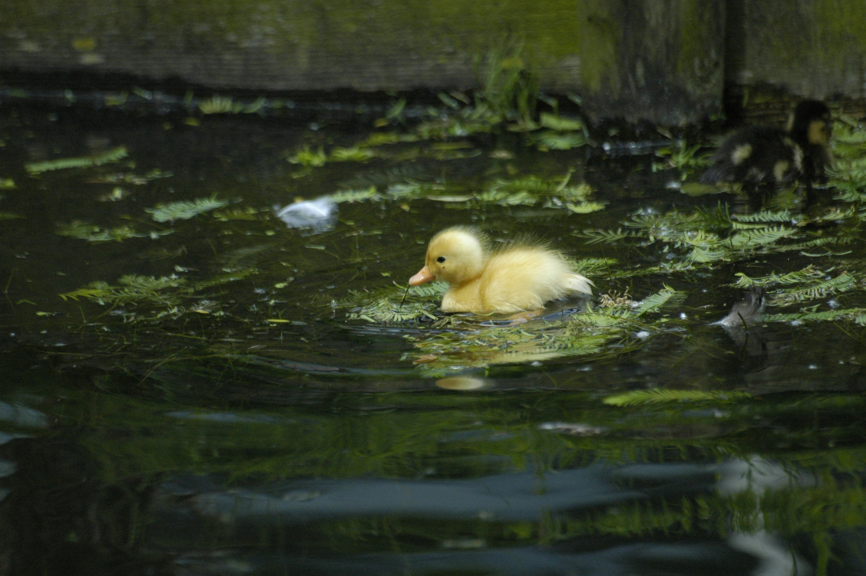 a duckling swims in a pond of water