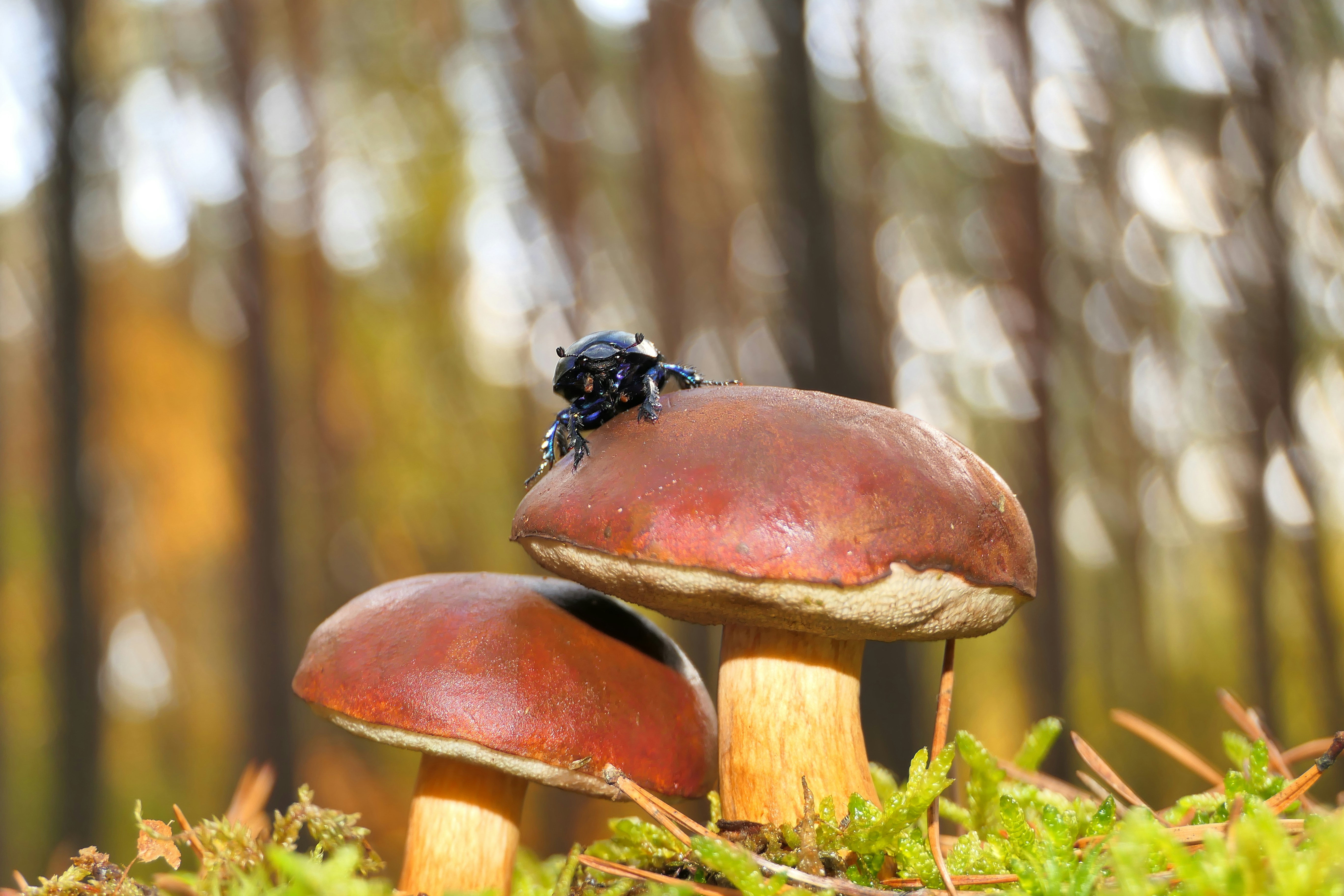 Mushrooms Under Forest Light with a Dragonfly Resting on Caps