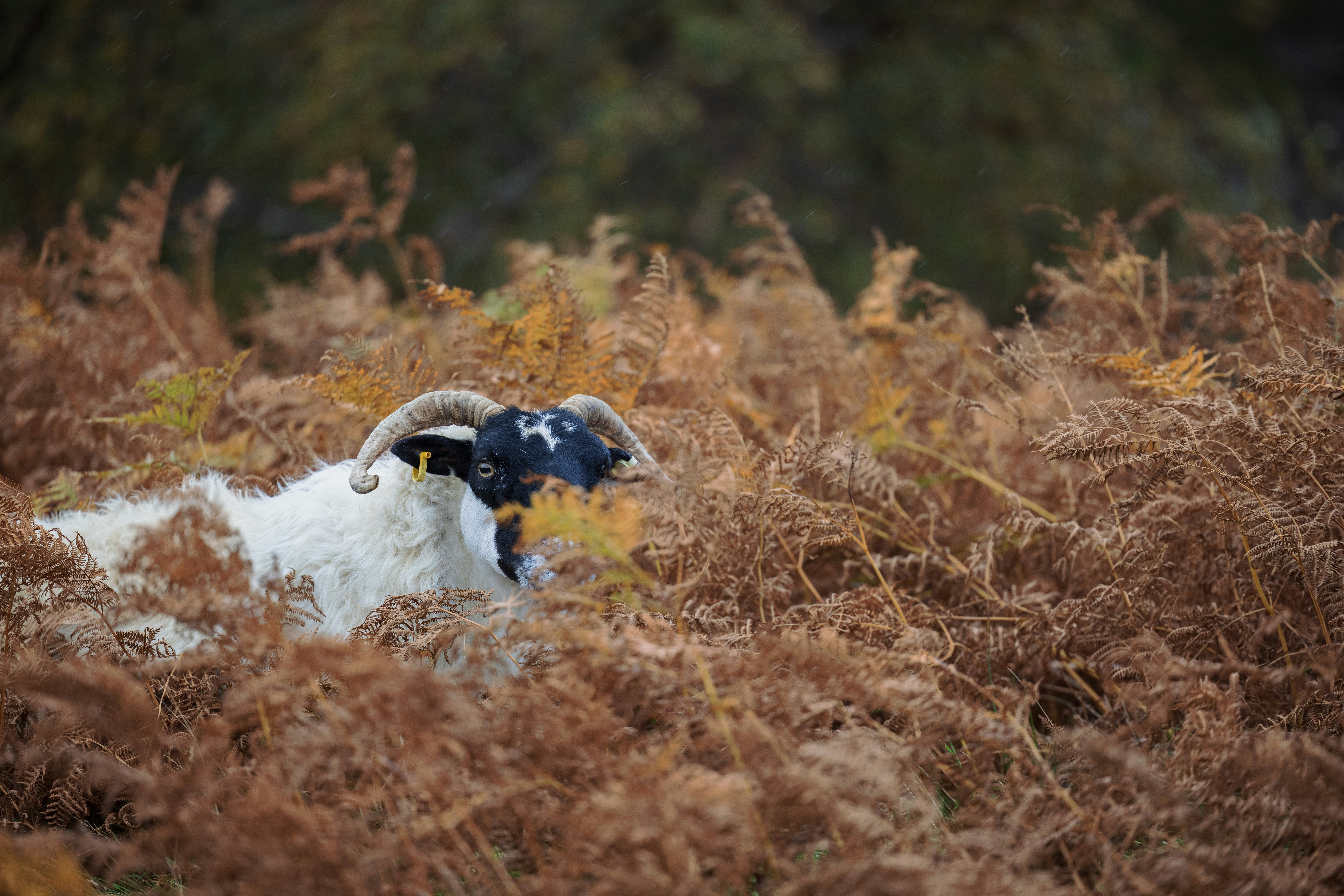 A ram is laying down in the tall grass photo – Free Scotland Image on ...