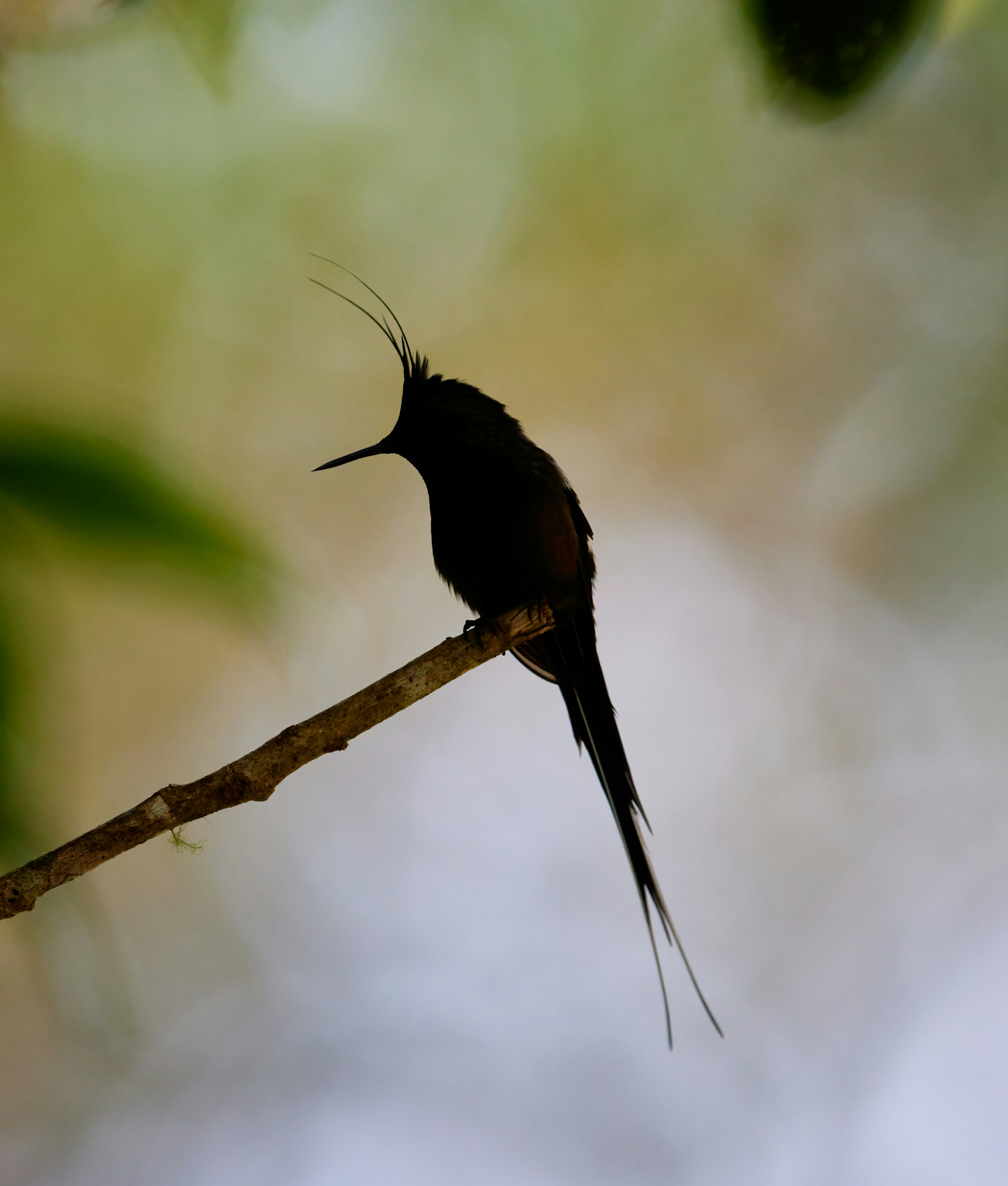 Crest on a Diagonal Branch: A Quiet Silhouette in Green Backlight