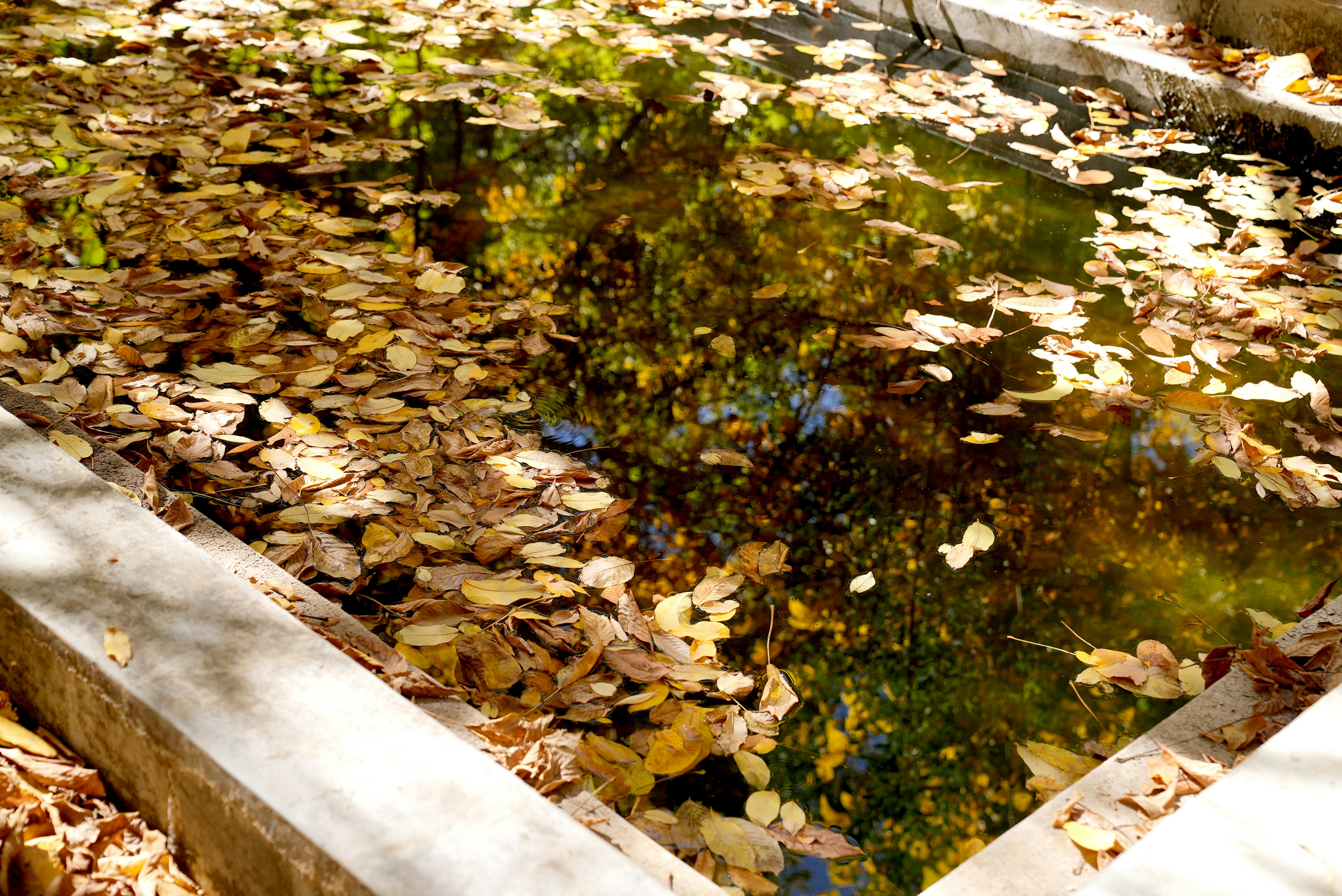 A pool of water surrounded by fallen leaves photo – Free Water Image on ...