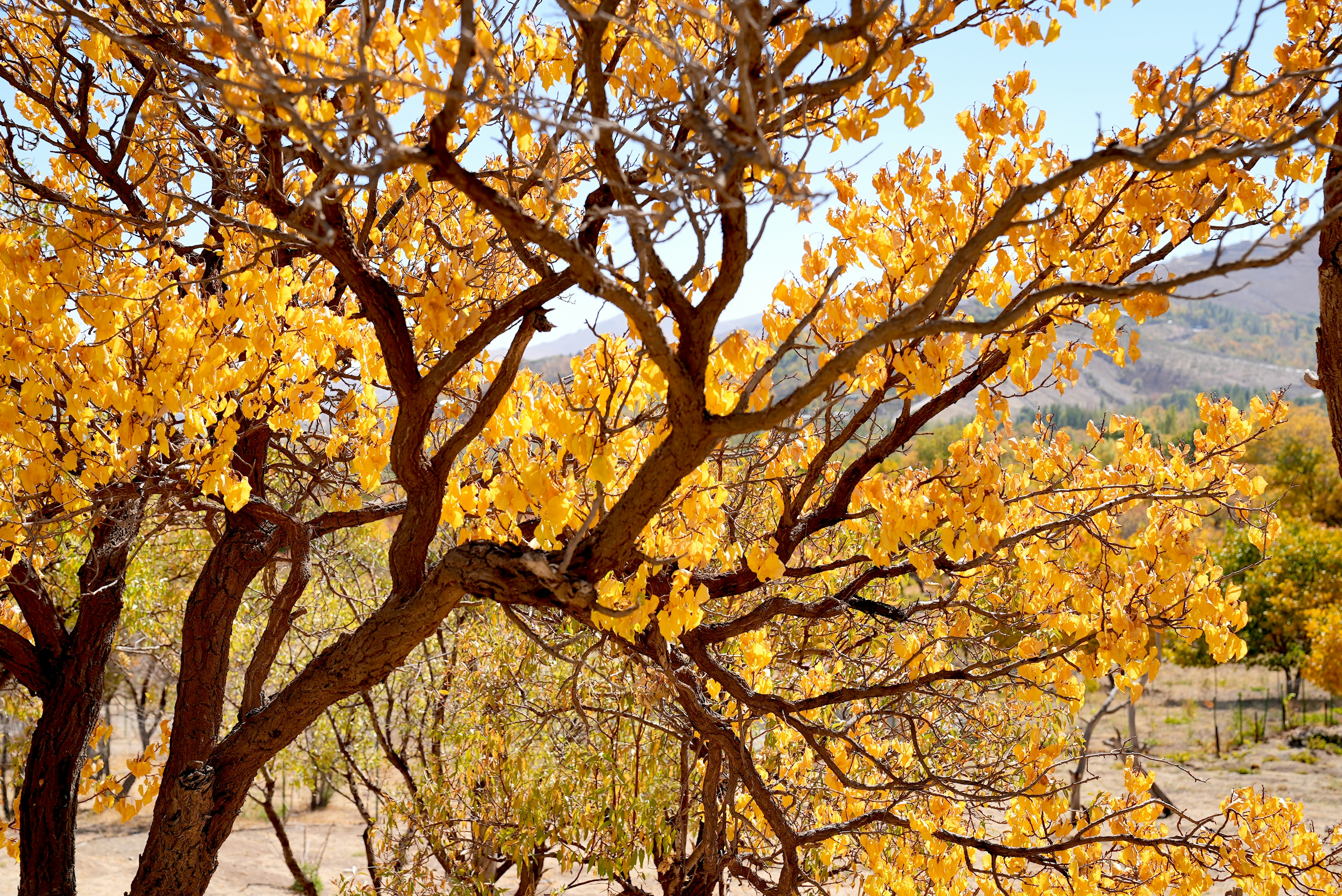 A tree with yellow leaves in the desert photo – Free Plant Image on ...