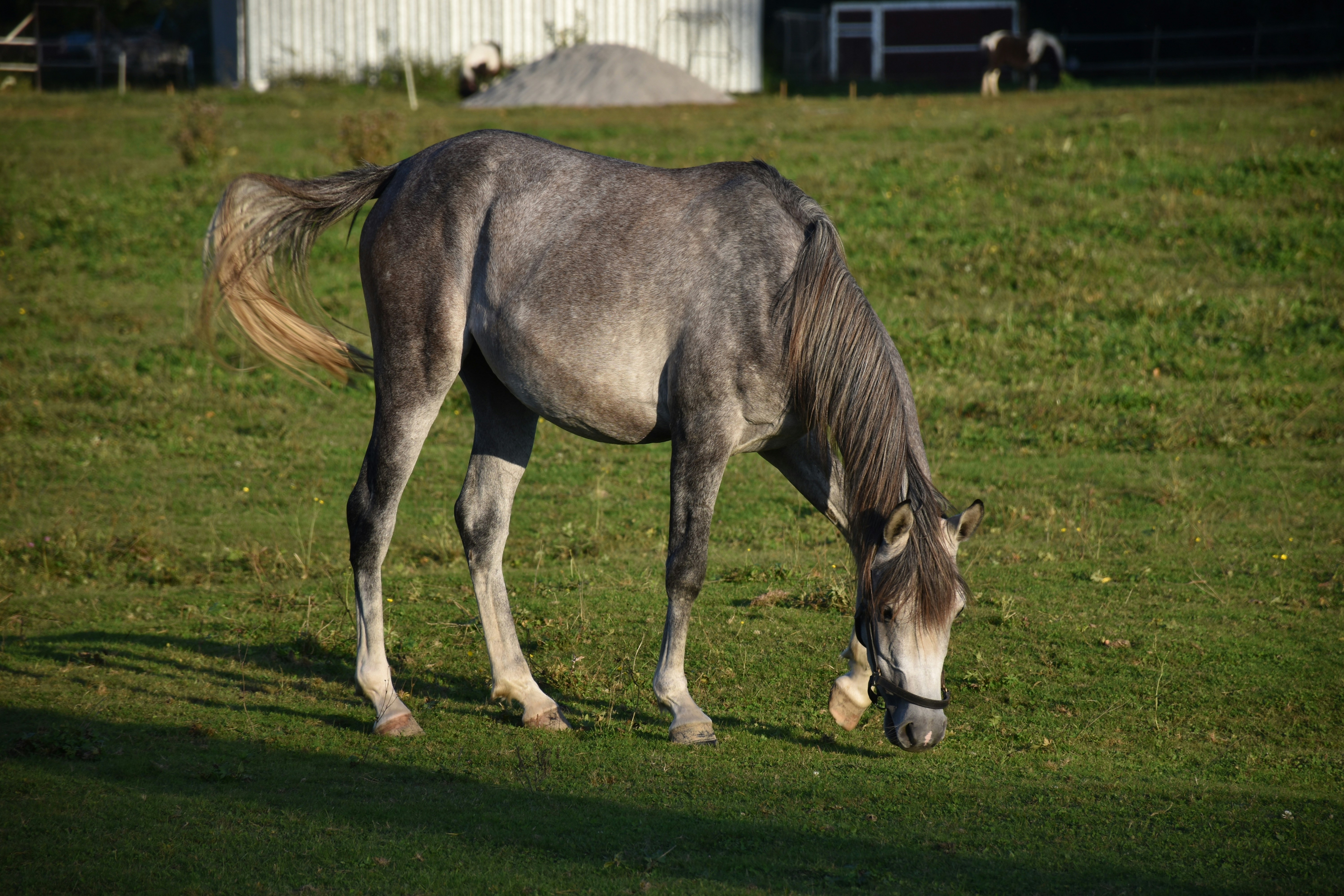 Another horse for download :)