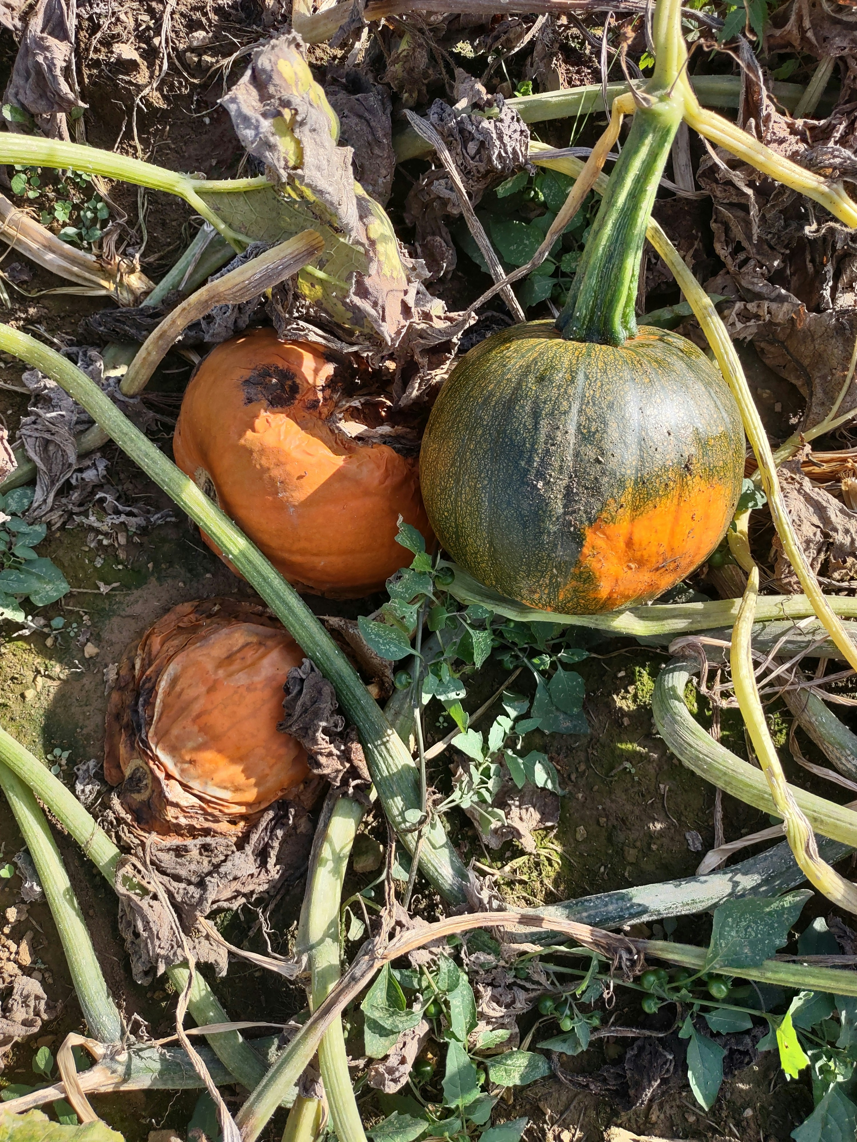 A couple of pumpkins that are on the ground photo – Free Food Image on ...
