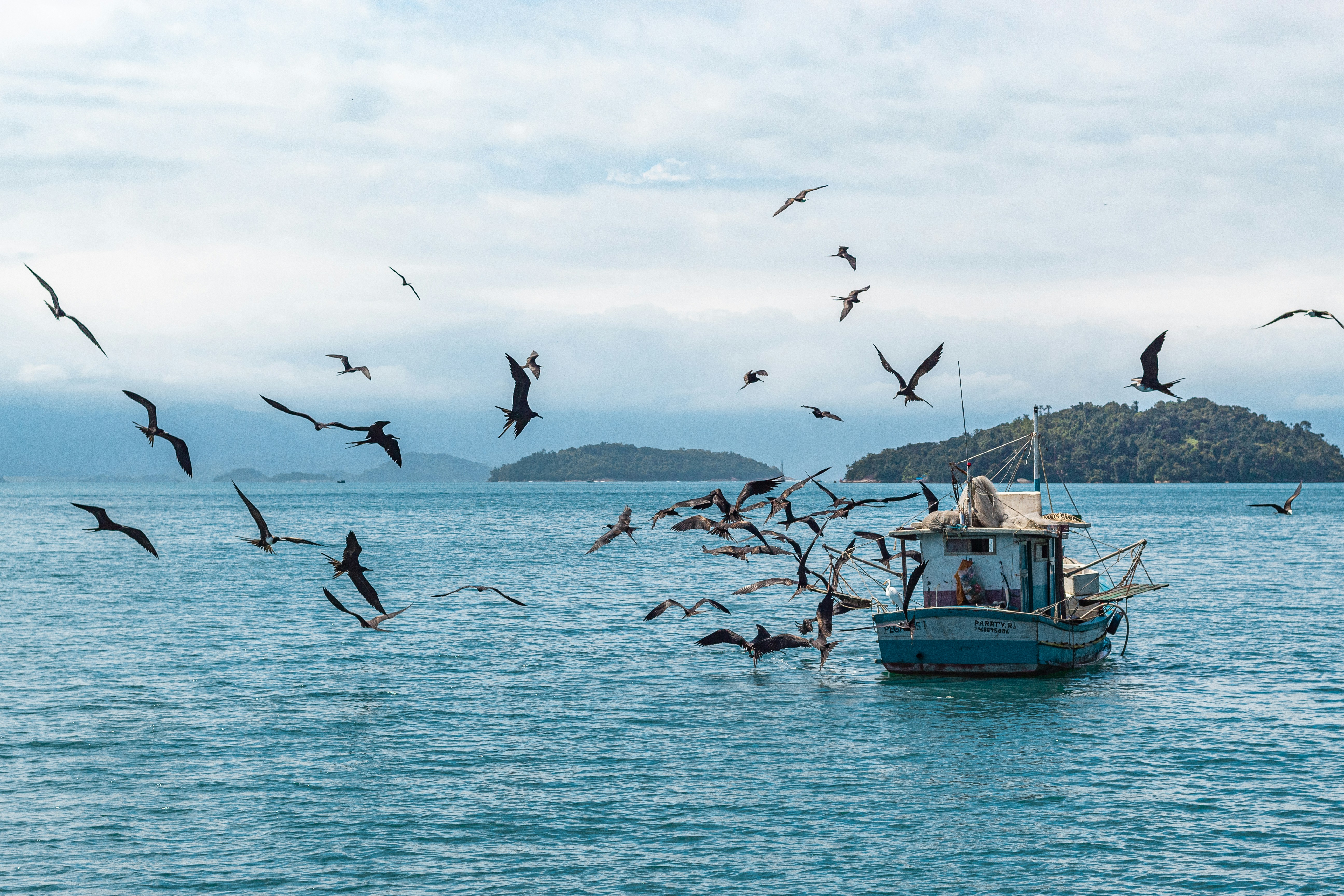 A flock of birds flying over a boat in the ocean photo – Free Paraty ...