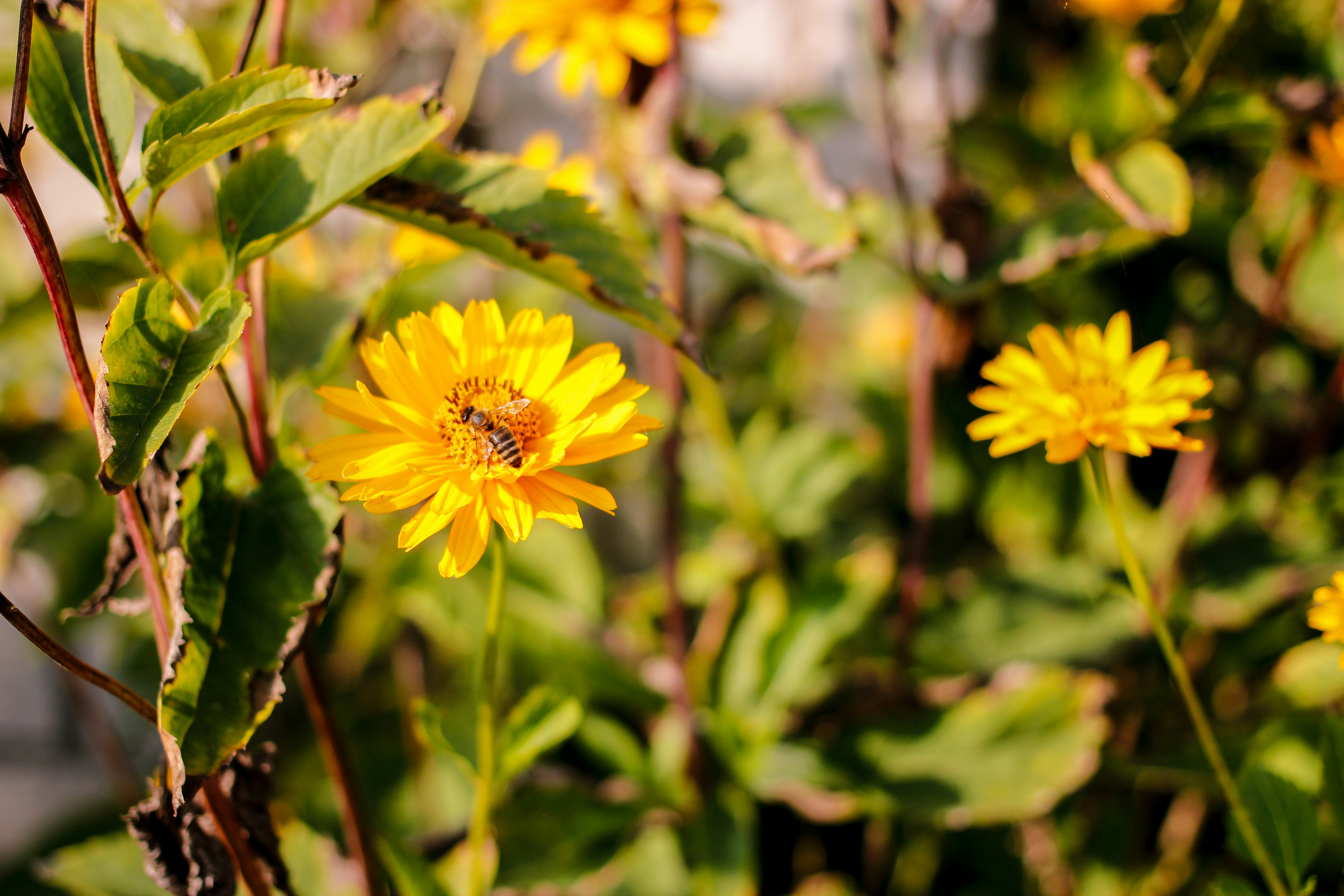 Vibrant yellow flowers surrounded by rich green foliage, showcasing the beauty of nature in bloom.