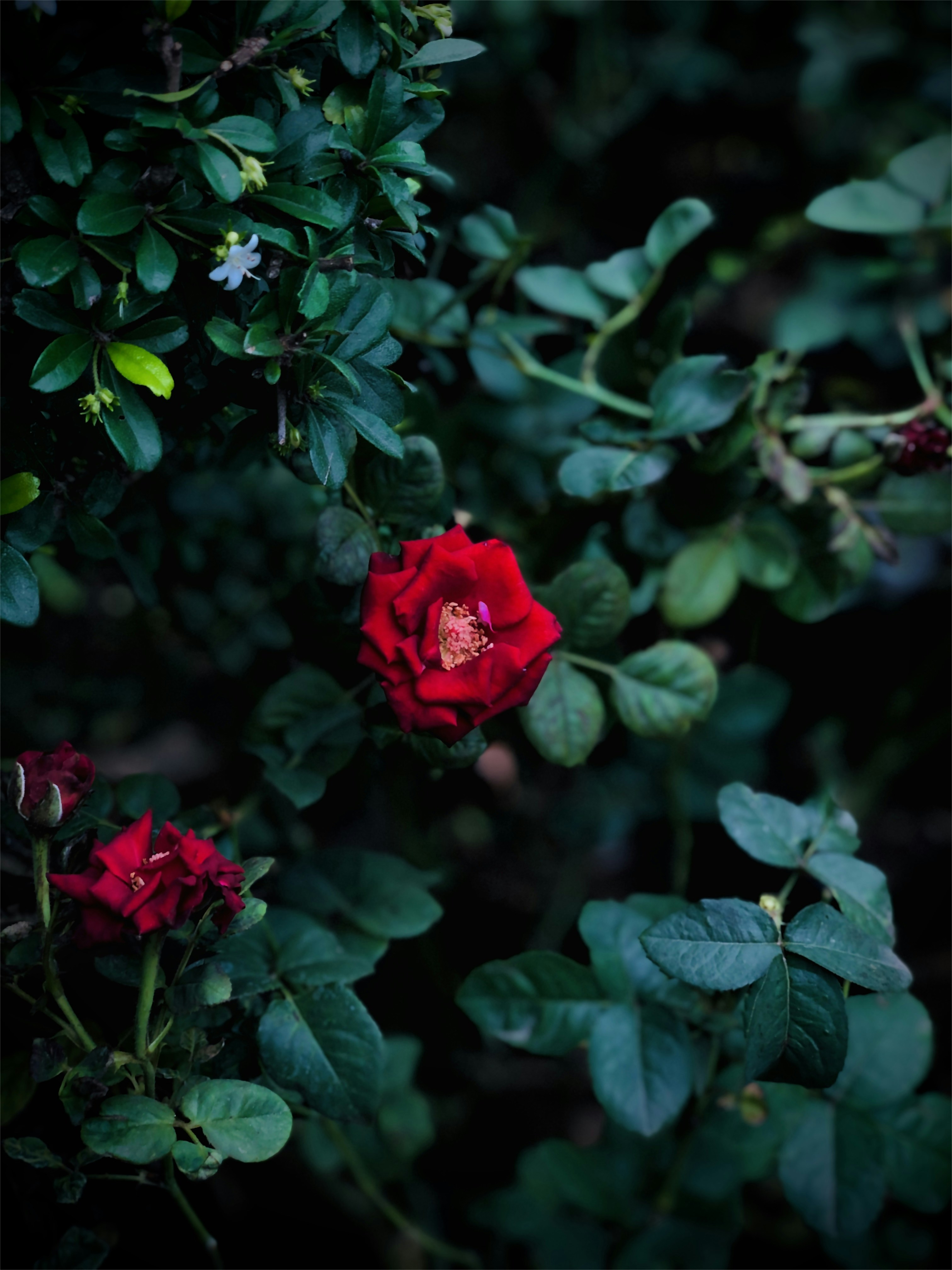 Black And Red Roses Tumblr