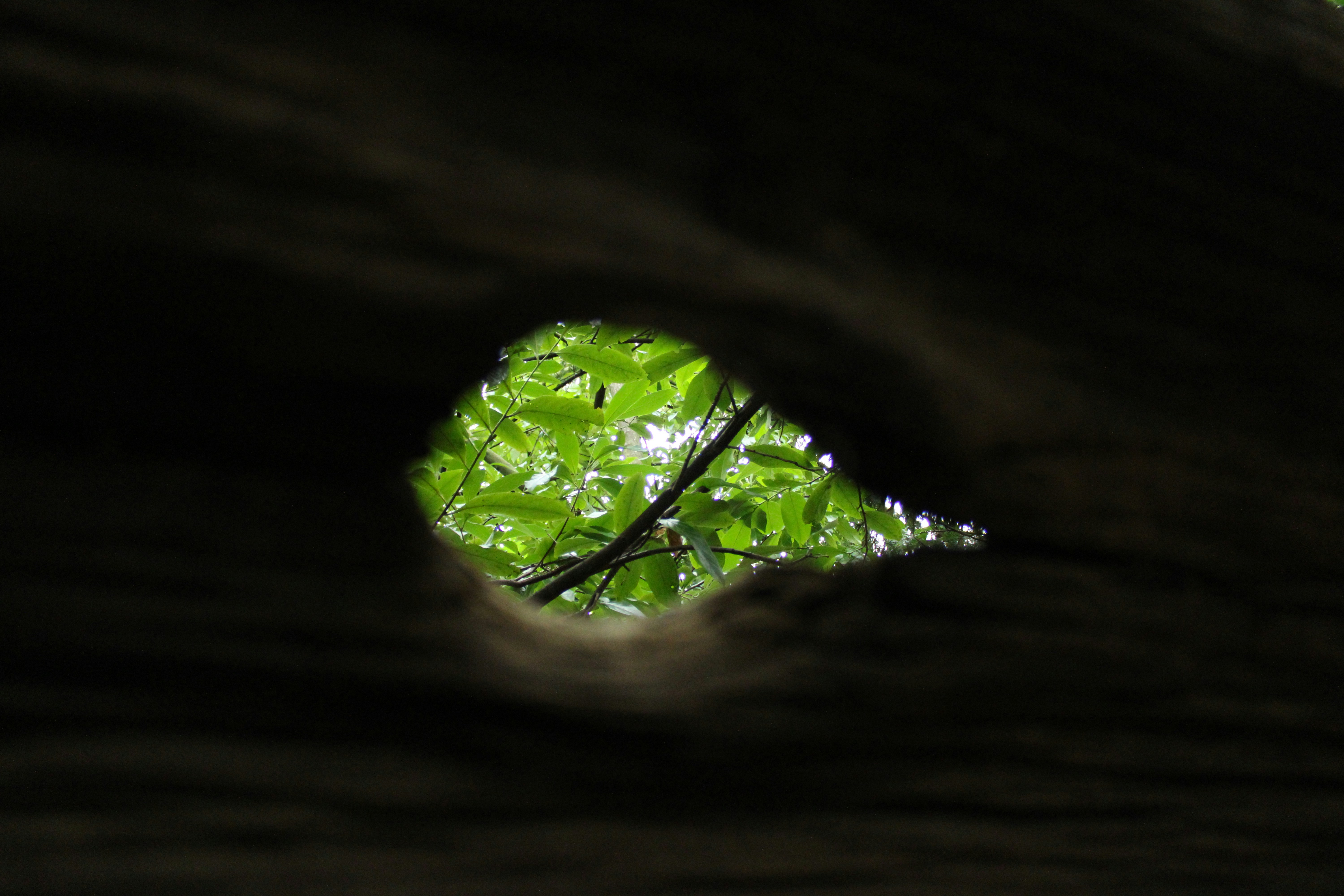 Emerald Veil: Leafy Aperture Framed by Night-dark Wood