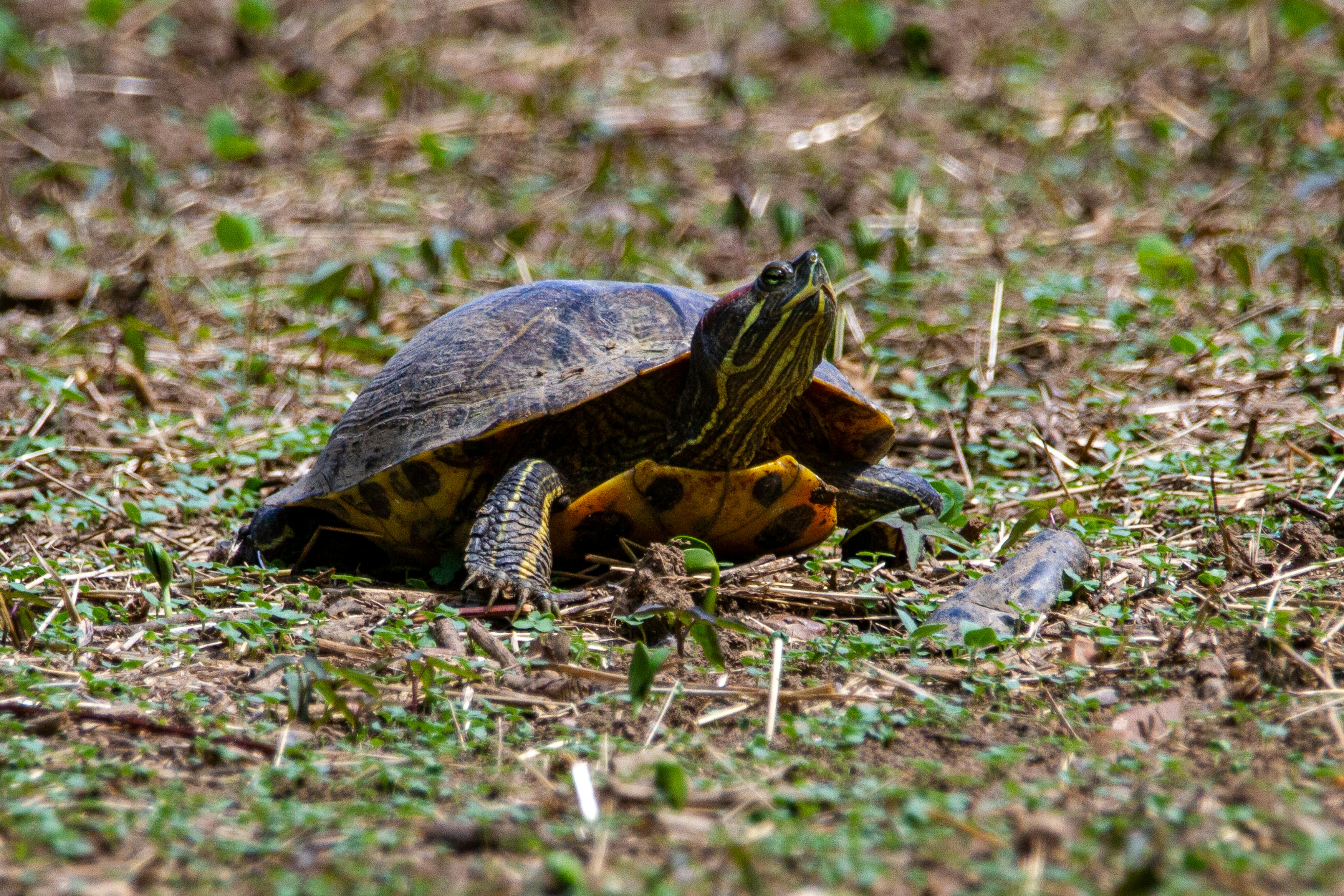 A turtle basking on the ground amidst a patch of greenery, showcasing its unique shell and vibrant colors.
