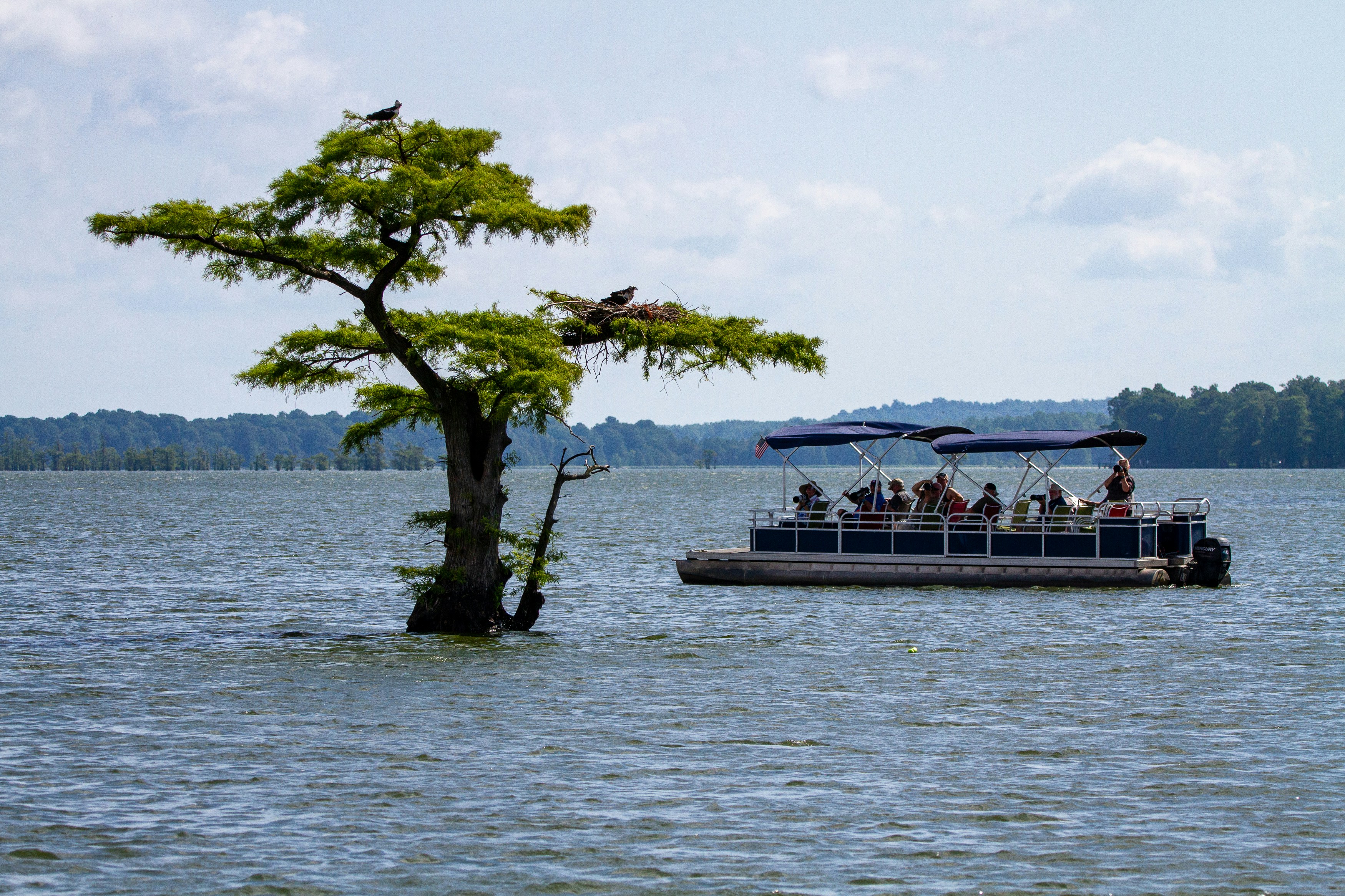 A pontoon boat filled with passengers glides past a solitary cypress tree in a serene lake setting, highlighting a tranquil day outdoors.