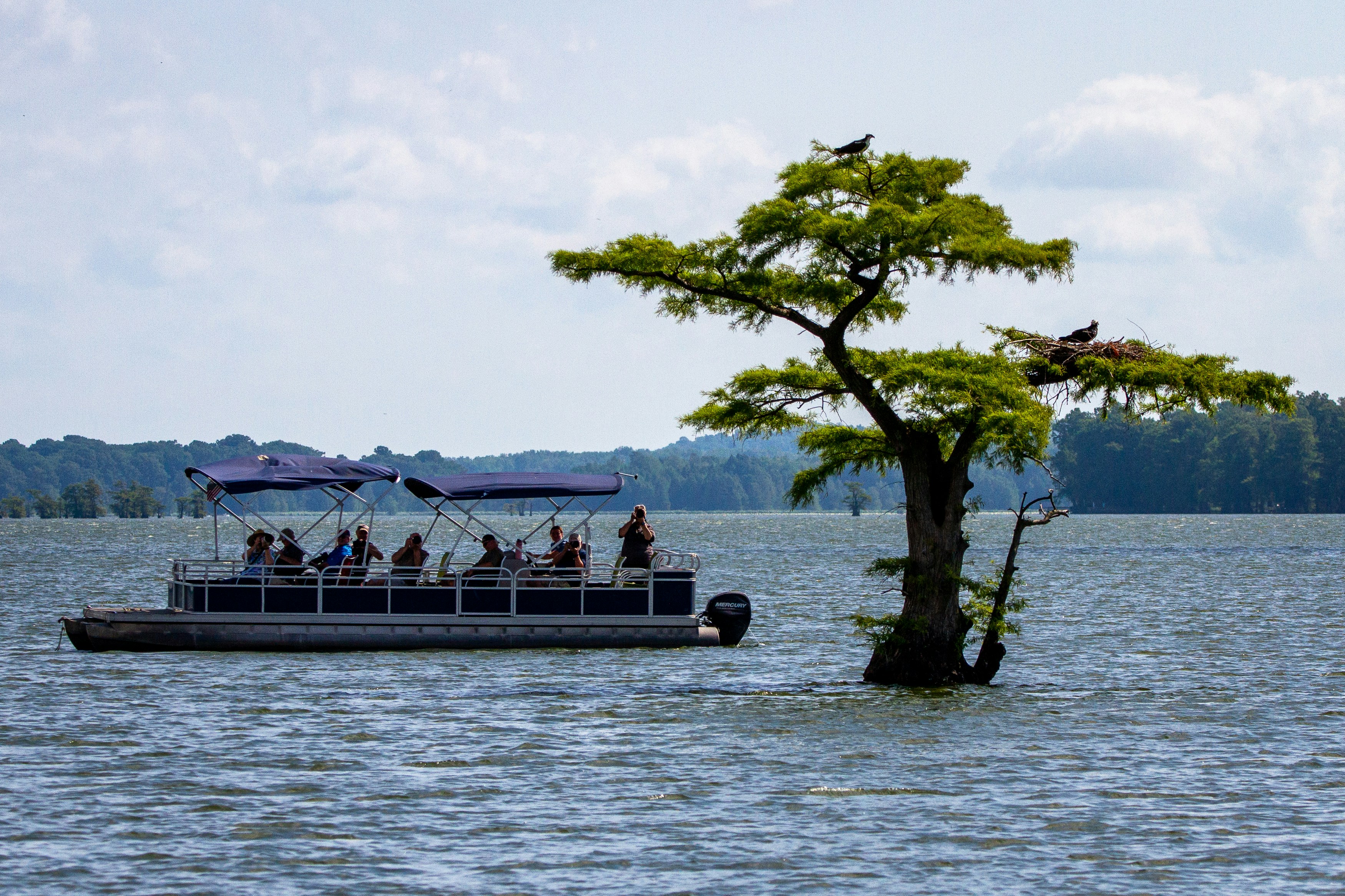Tour boat navigating through calm waters near a solitary tree, providing a glimpse of nature's tranquility.