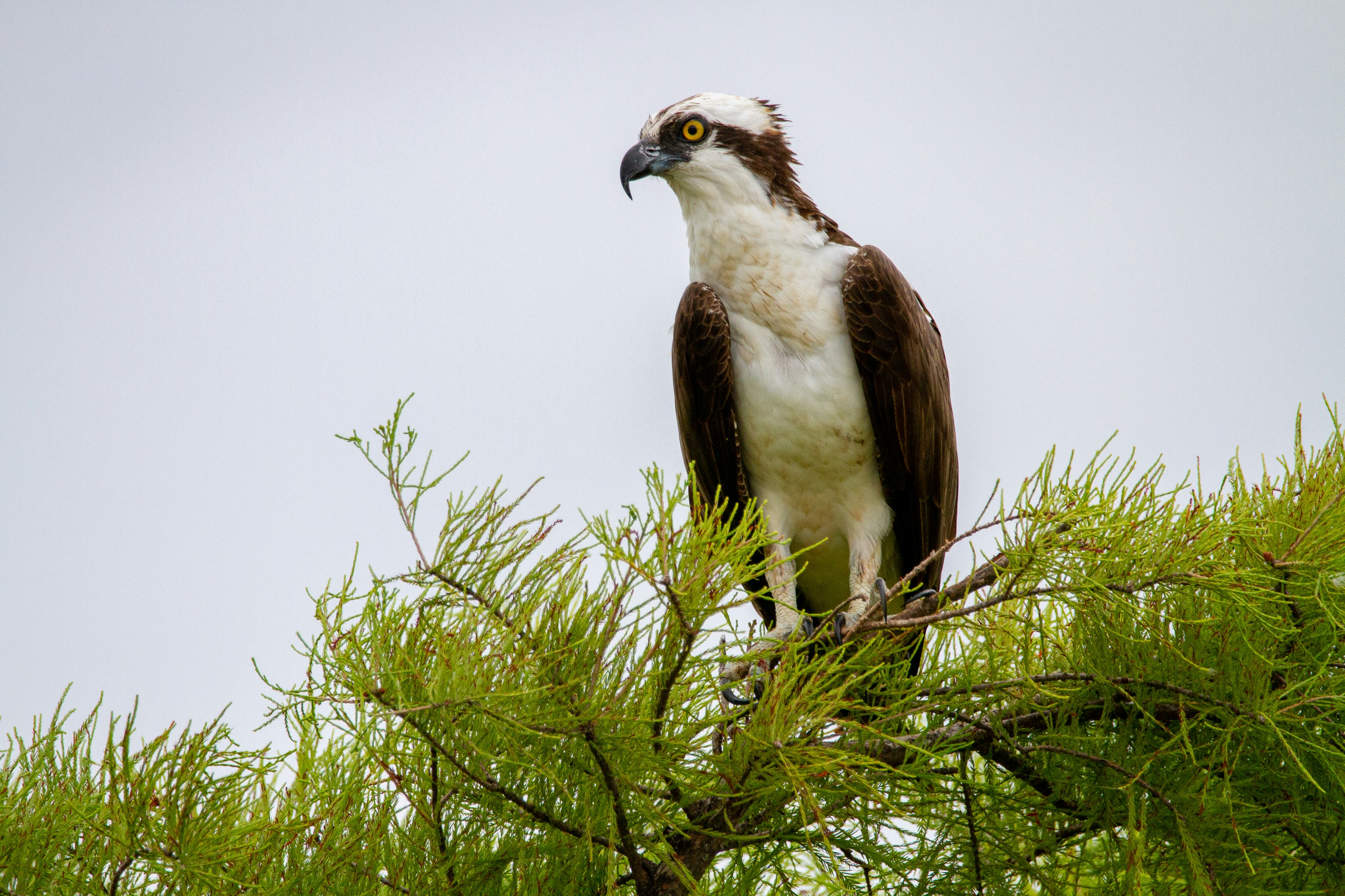 An osprey perched in a cypress tree. | a large bird perched on top of a tree branch