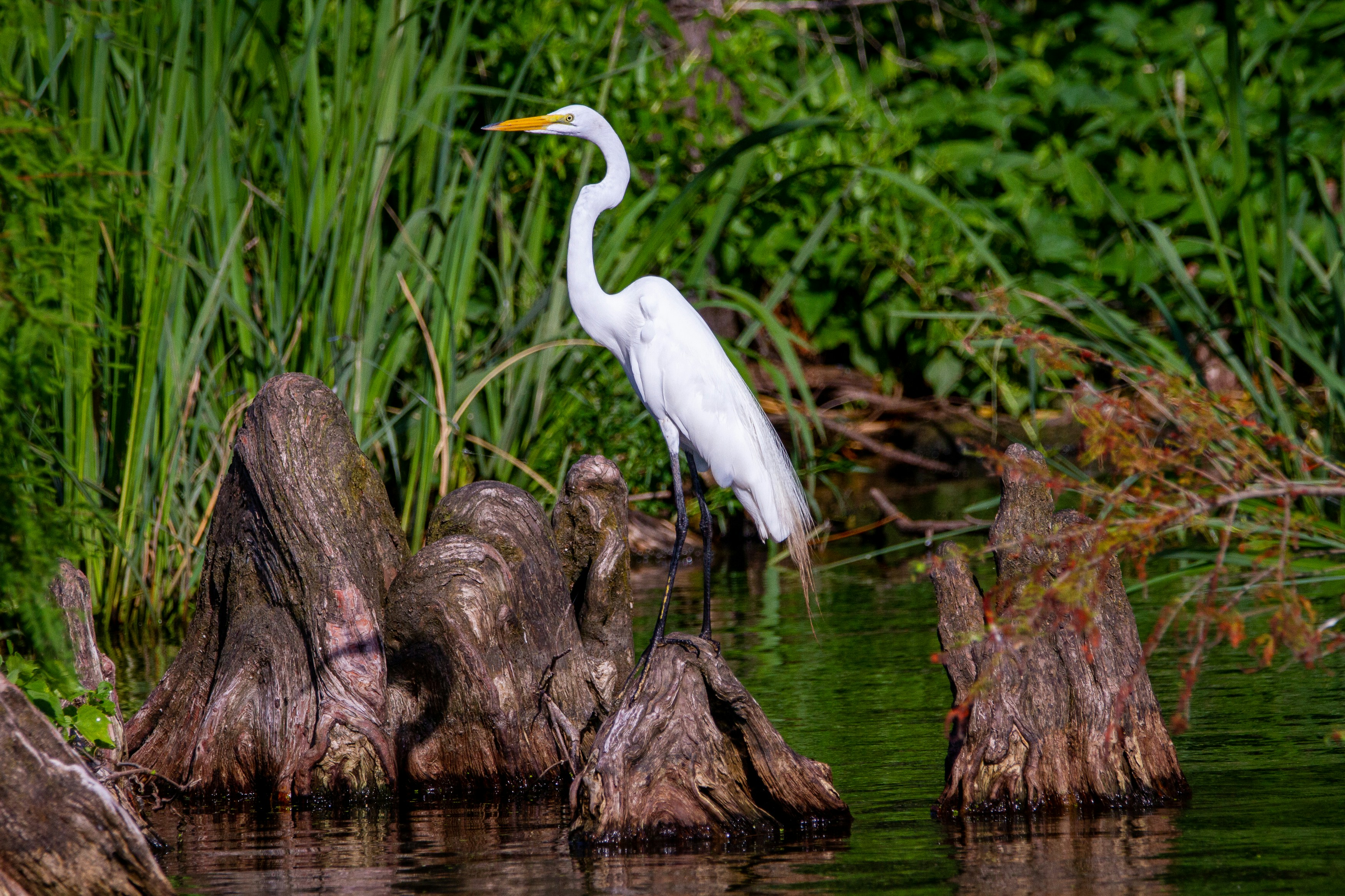A large white bird standing on top of a tree stump photo – Free ...