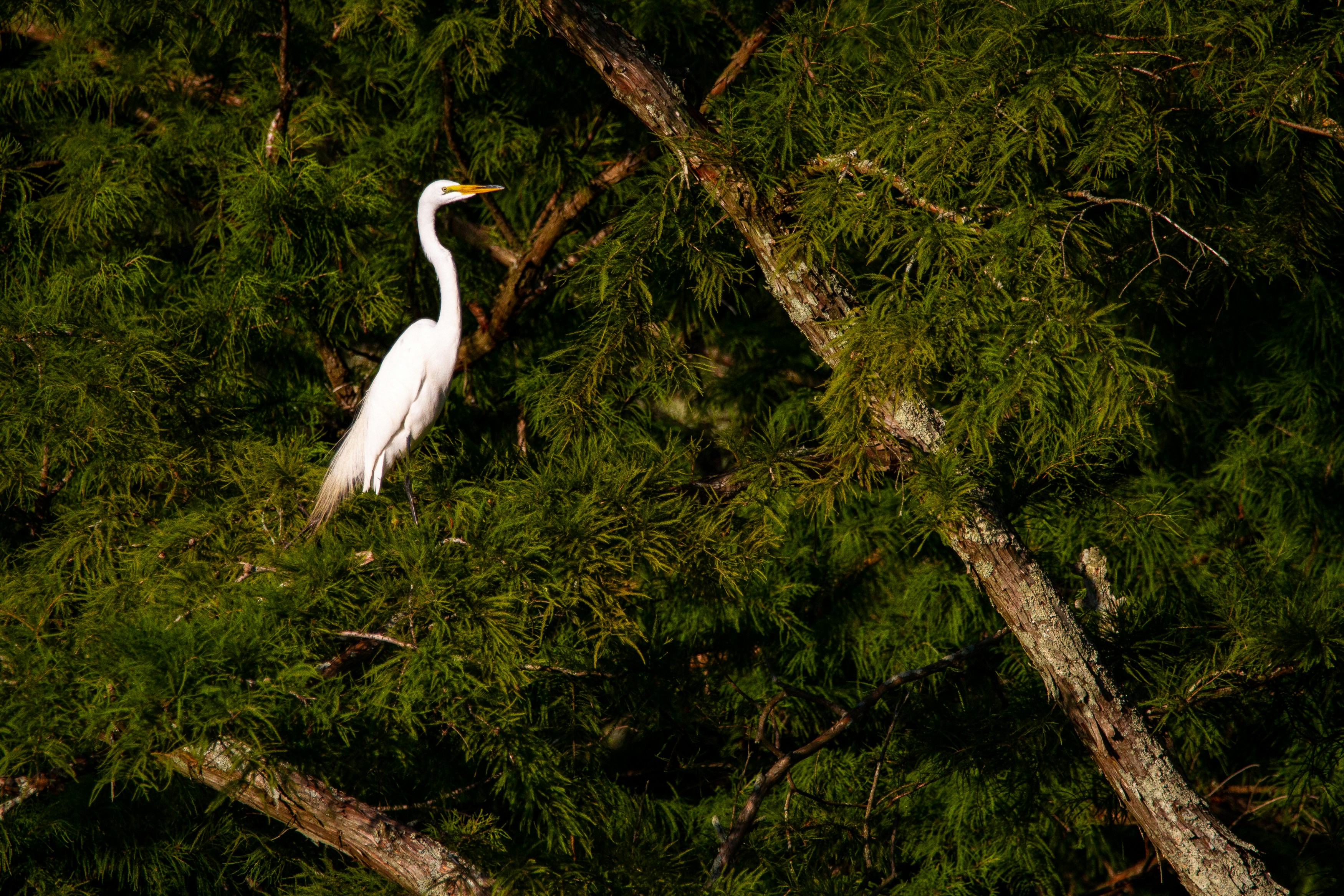 White Egret in a Pine Canopy: A Quiet Perch