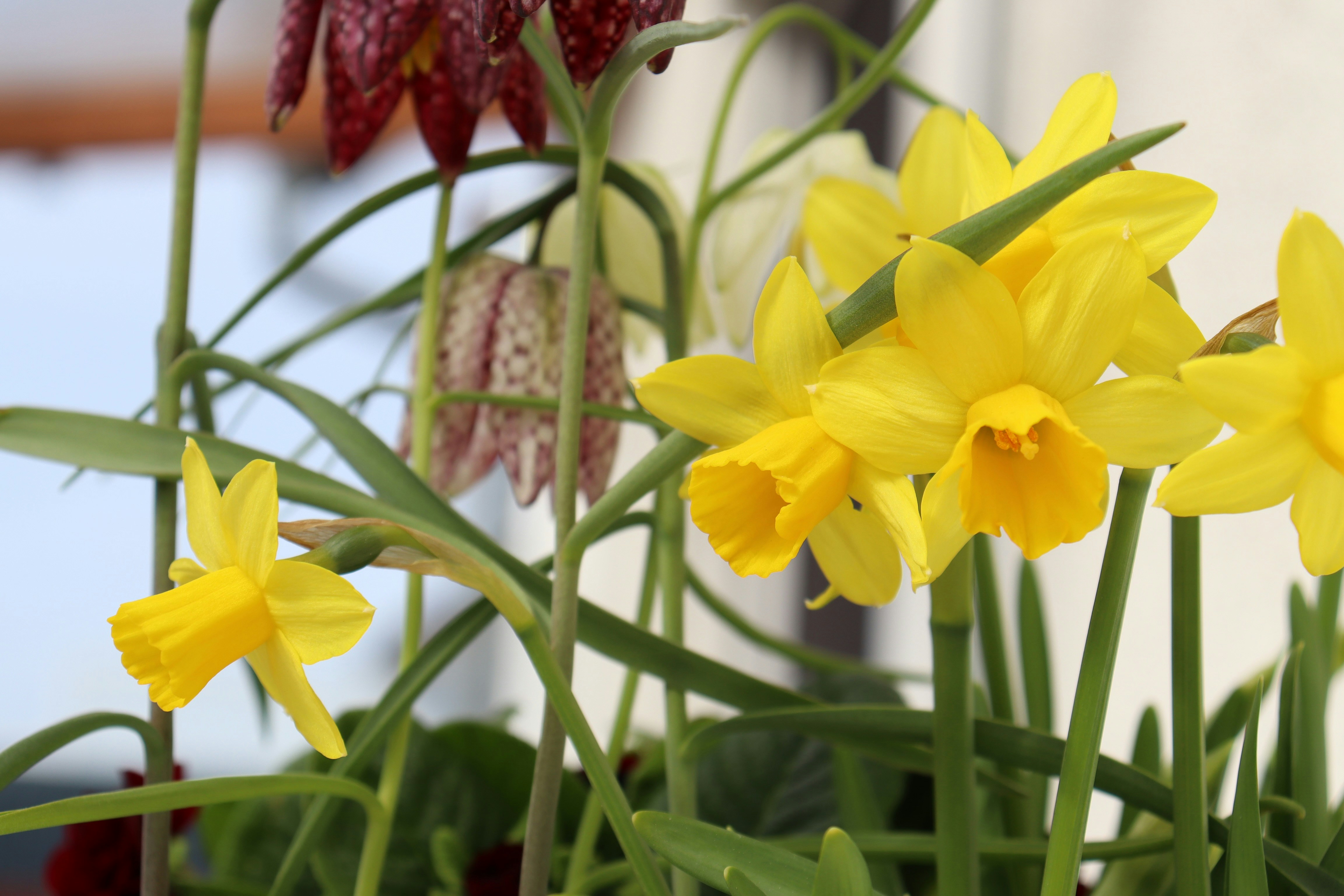 A Symphony of Spring Blooms