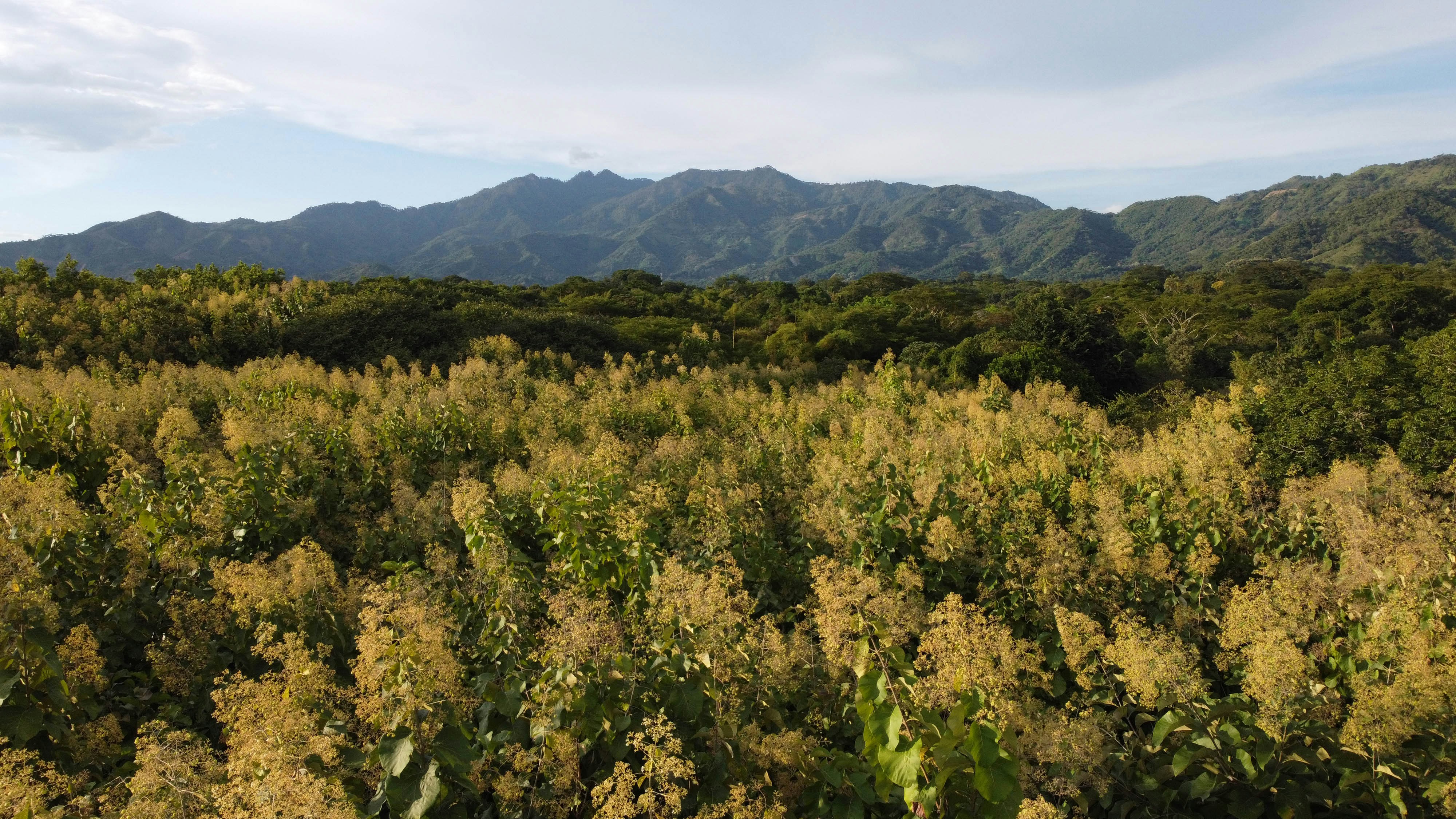 Vast field of golden flowering plants with a backdrop of rugged mountains under a clear sky.