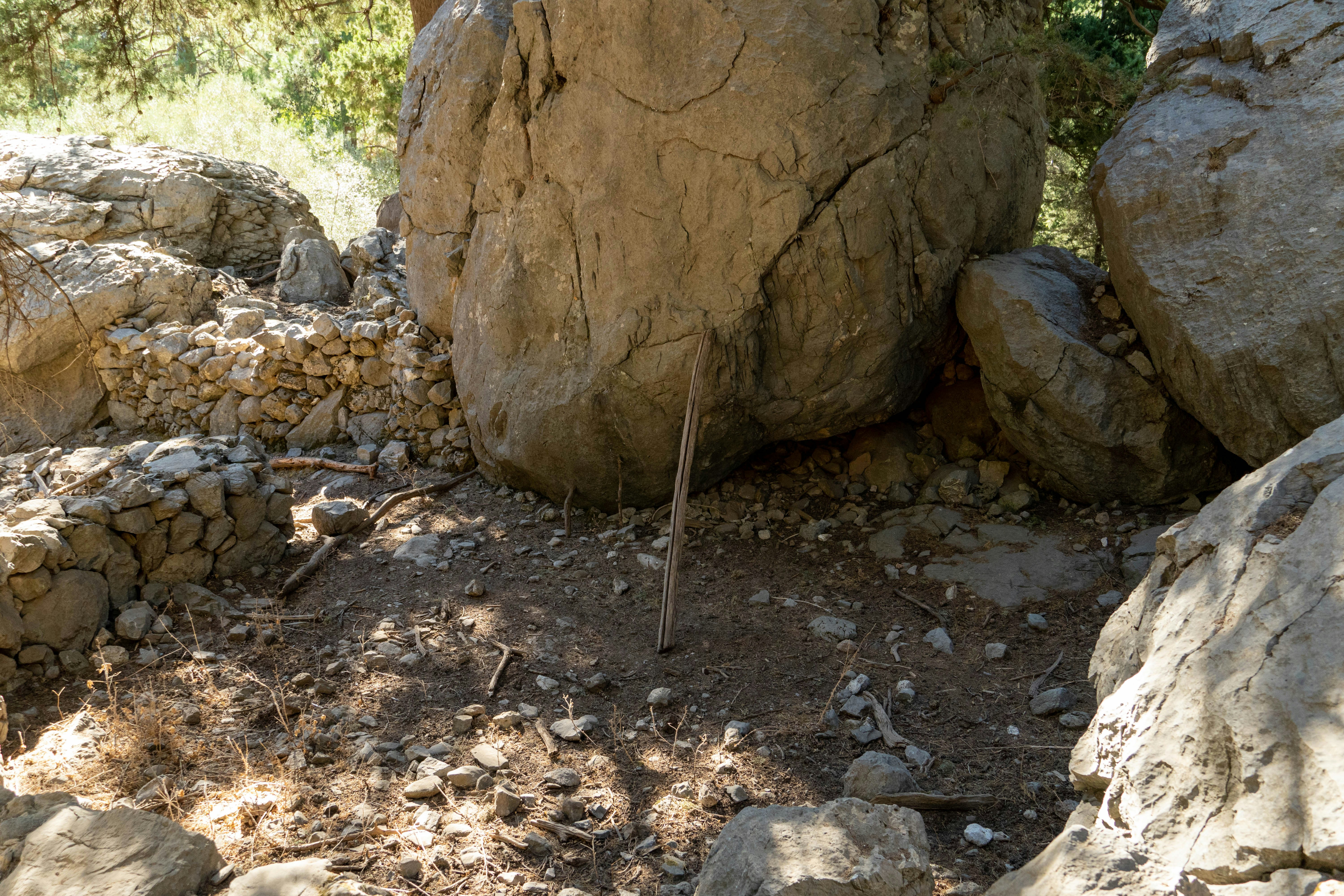 a large rock with a plant growing out of it