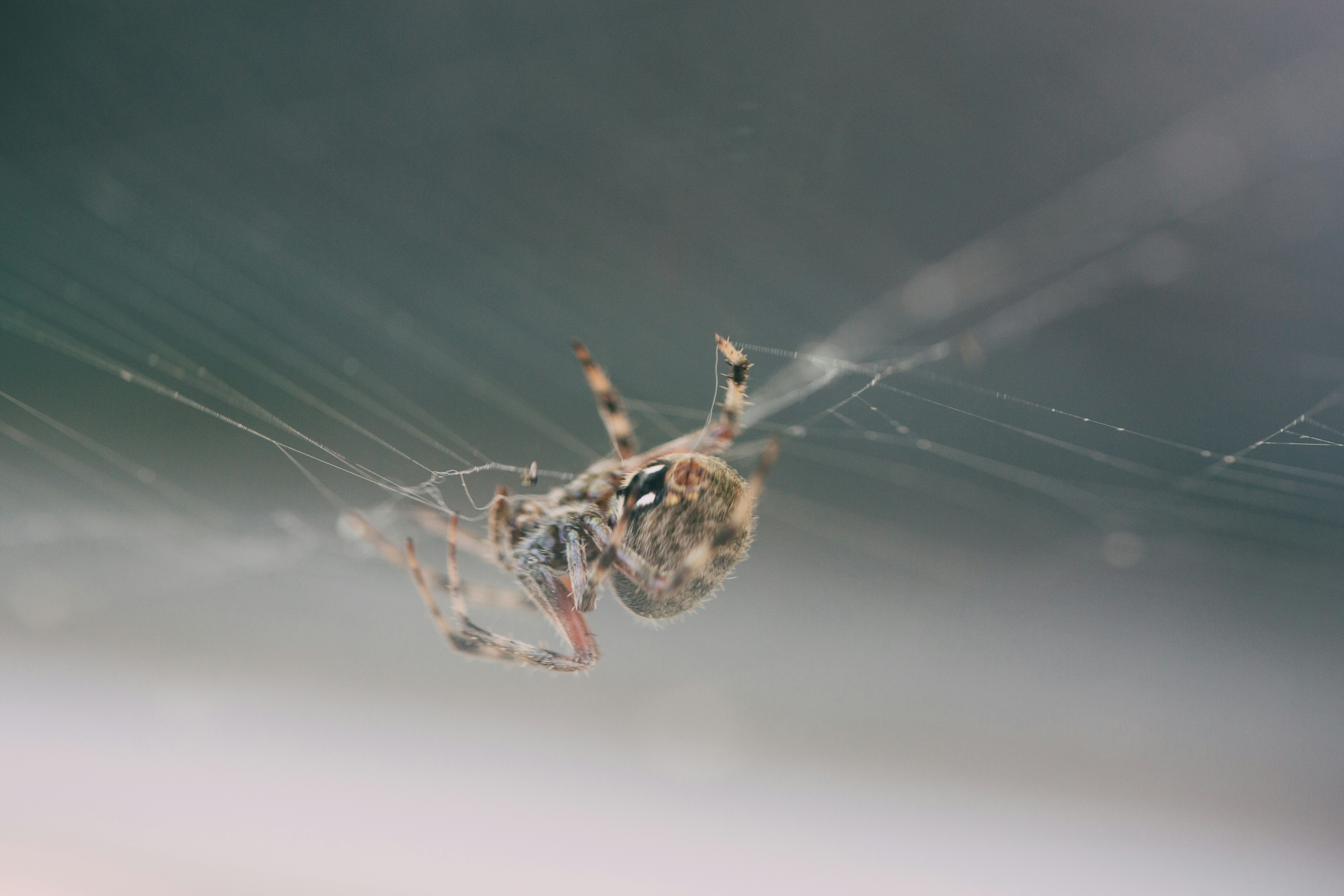Close-up of a spider suspended in its web, showcasing the delicate strands and intricate patterns of silk. The background features a soft blur, emphasizing the spider's detailed features.
