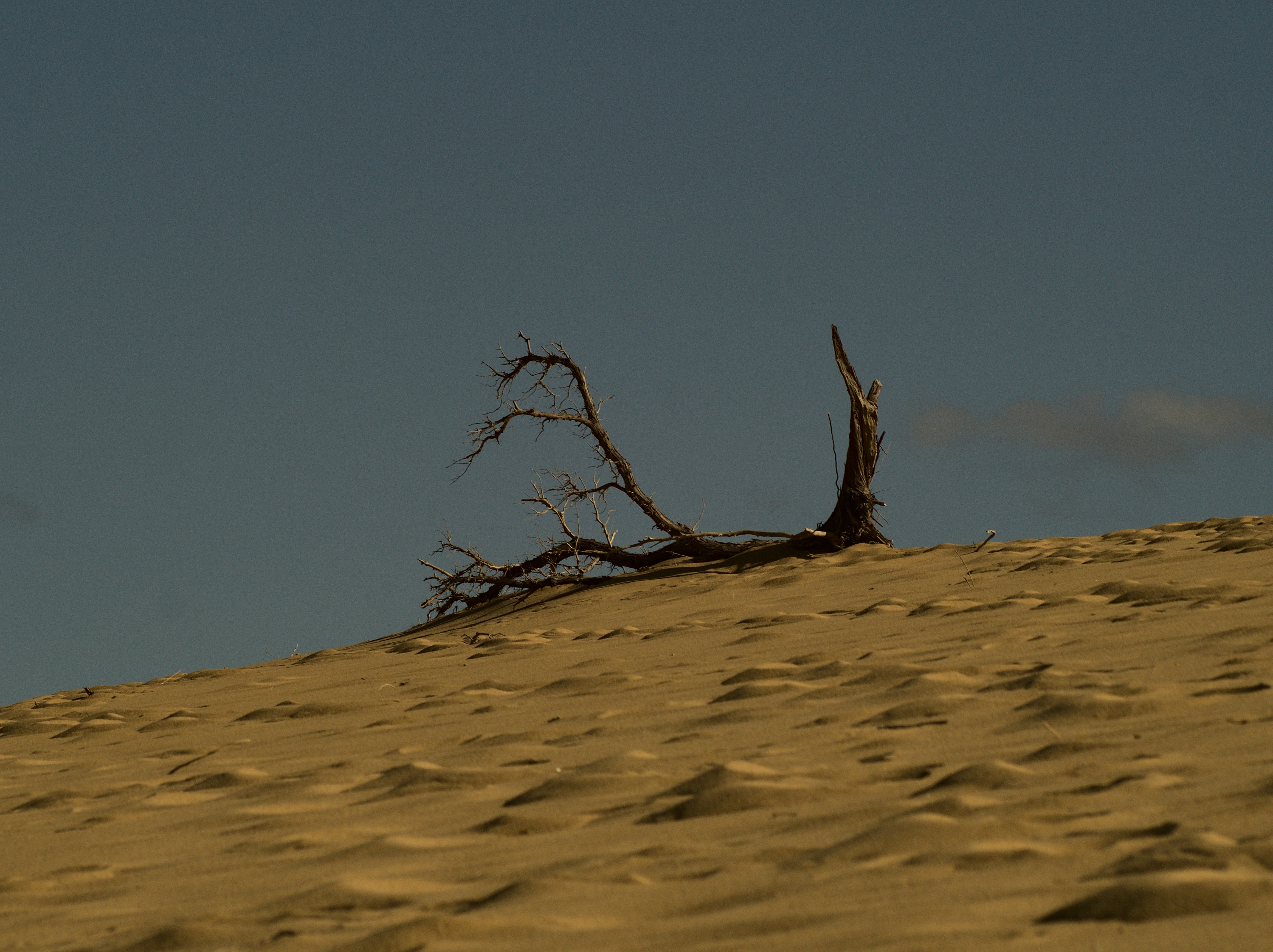 Desert Sentinel: A Weathered Branch Crowning Sunlit Dunes