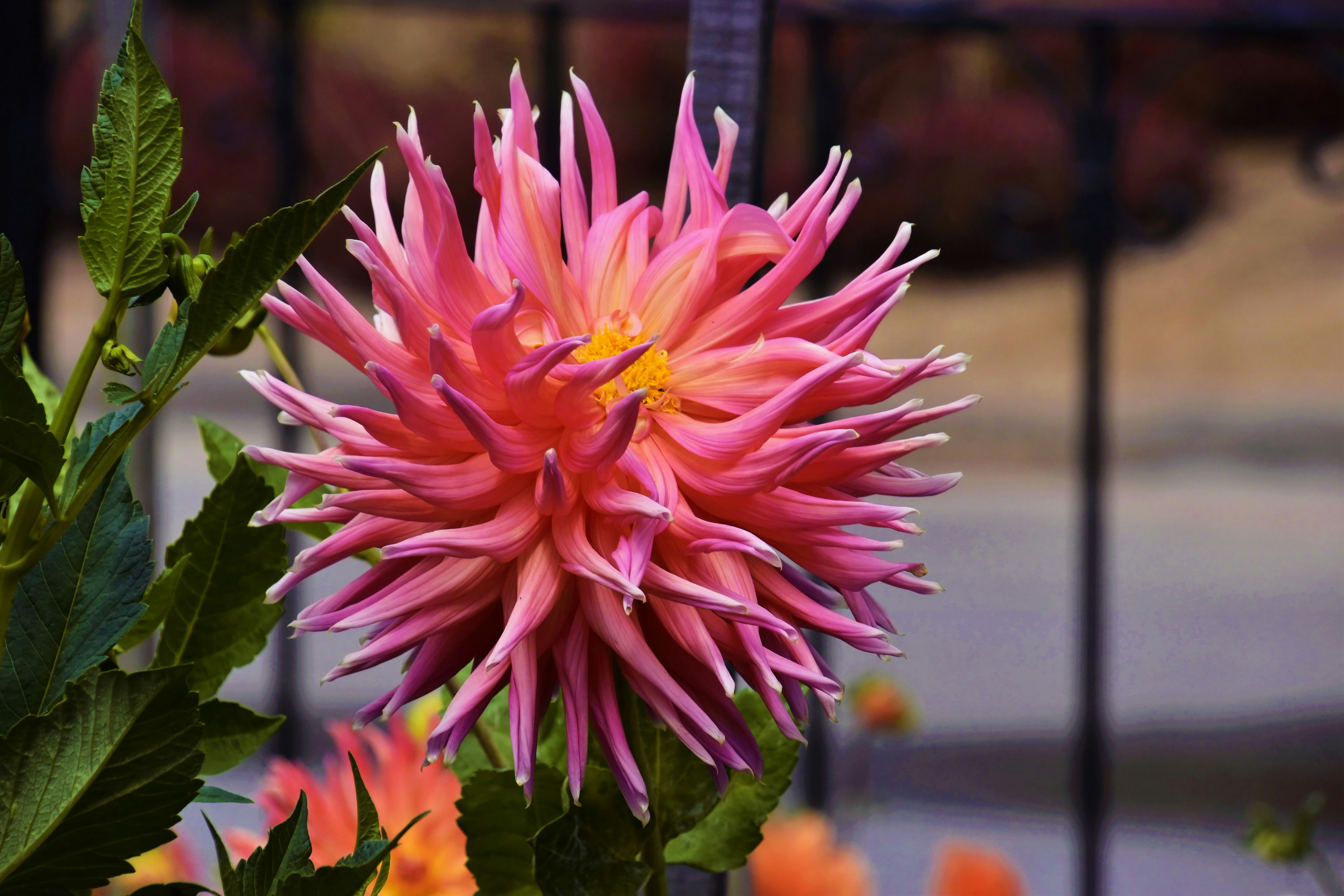 Petaled Spotlight: A Pink Dahlia at the Foreground Against a Quiet Street