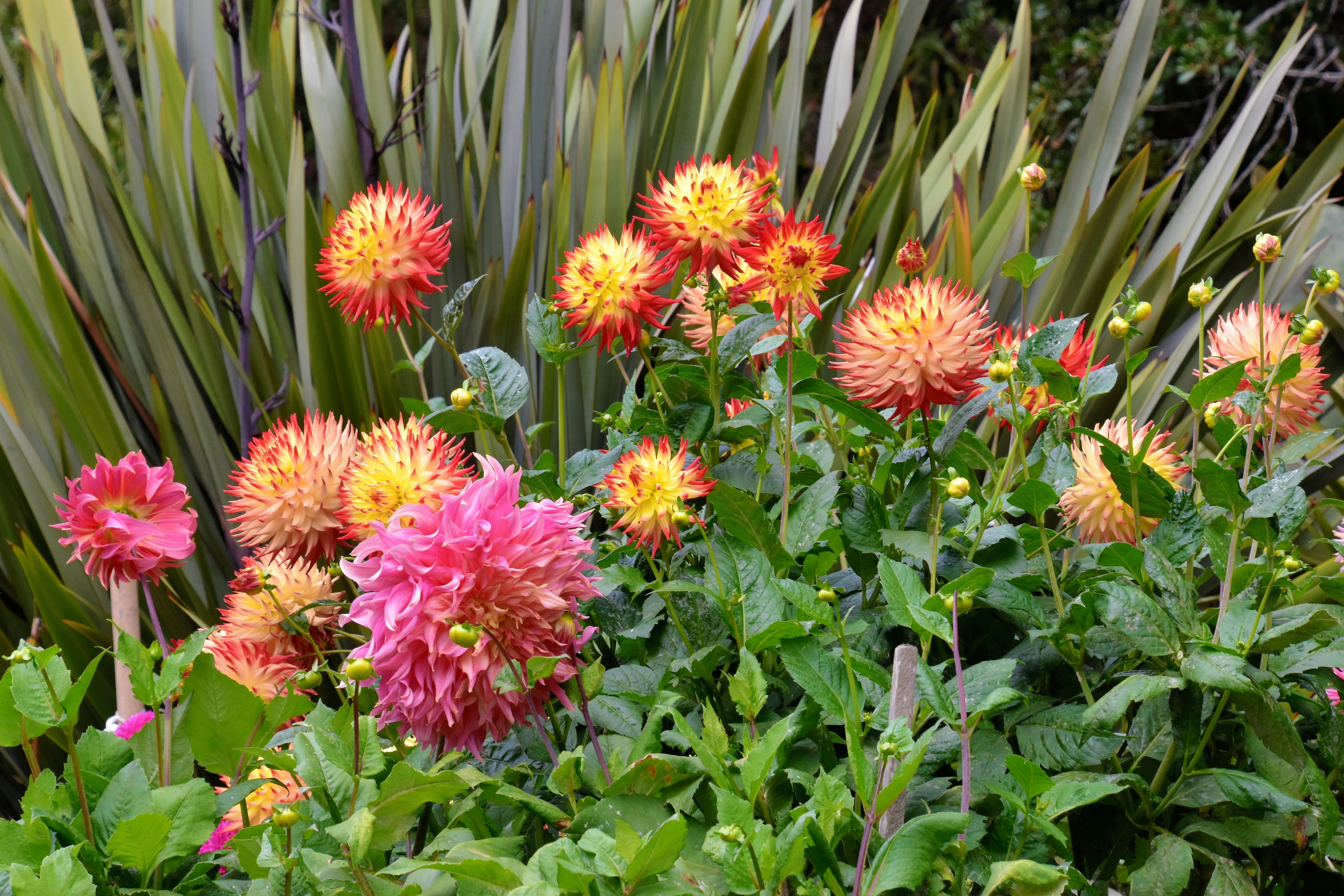 Sunlit Dahlia Parade: Coral-pink blooms amid emerald leaves