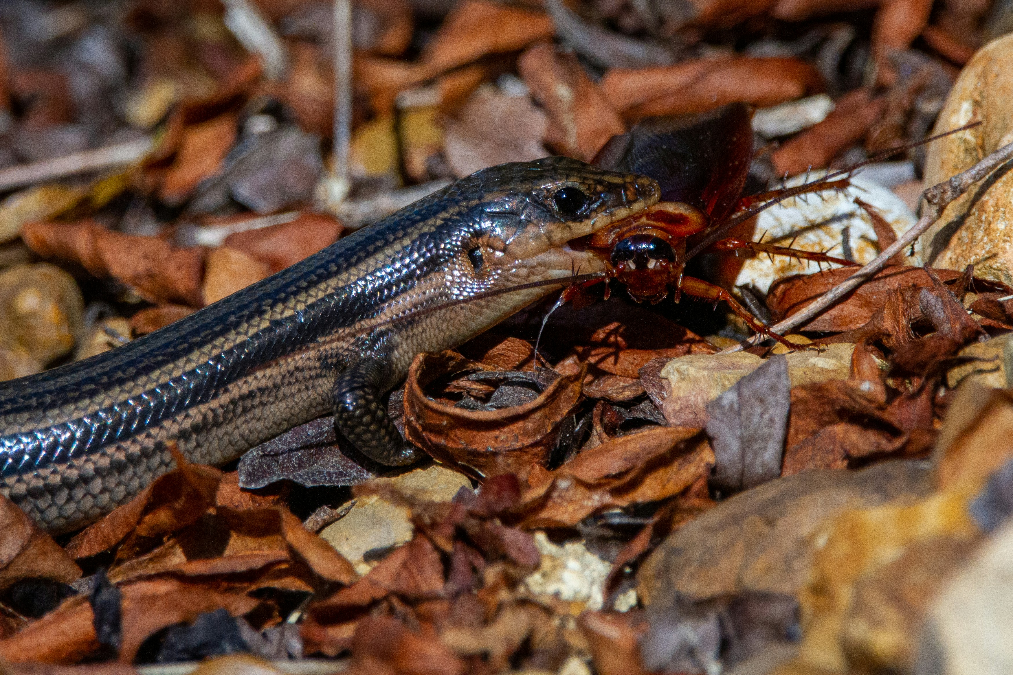 A five-lined skink catches a cockroach. | a brown and black snake laying on top of leaves