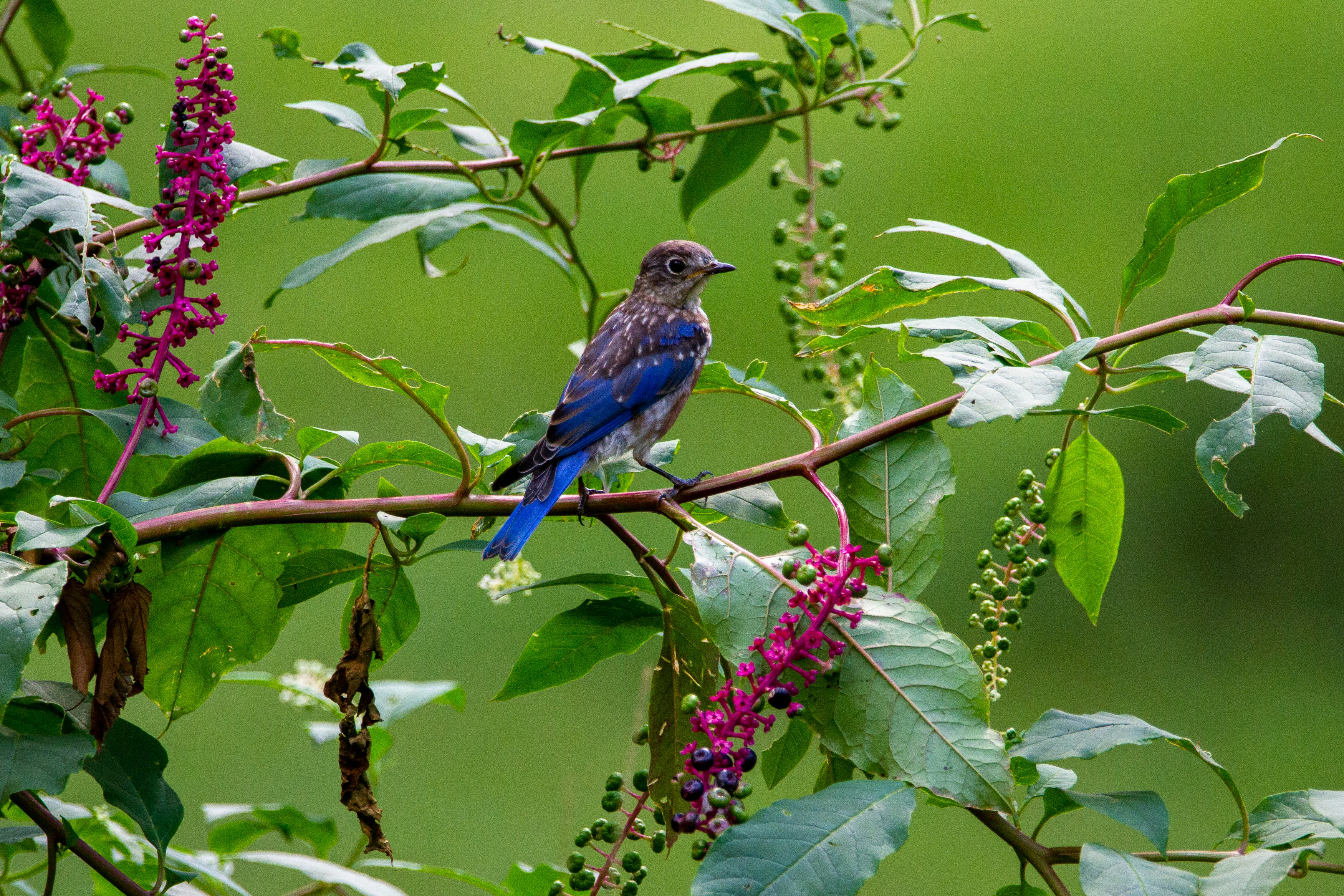 A bluebird perched on a branch surrounded by colorful berries and lush green leaves, showcasing the harmony of nature.