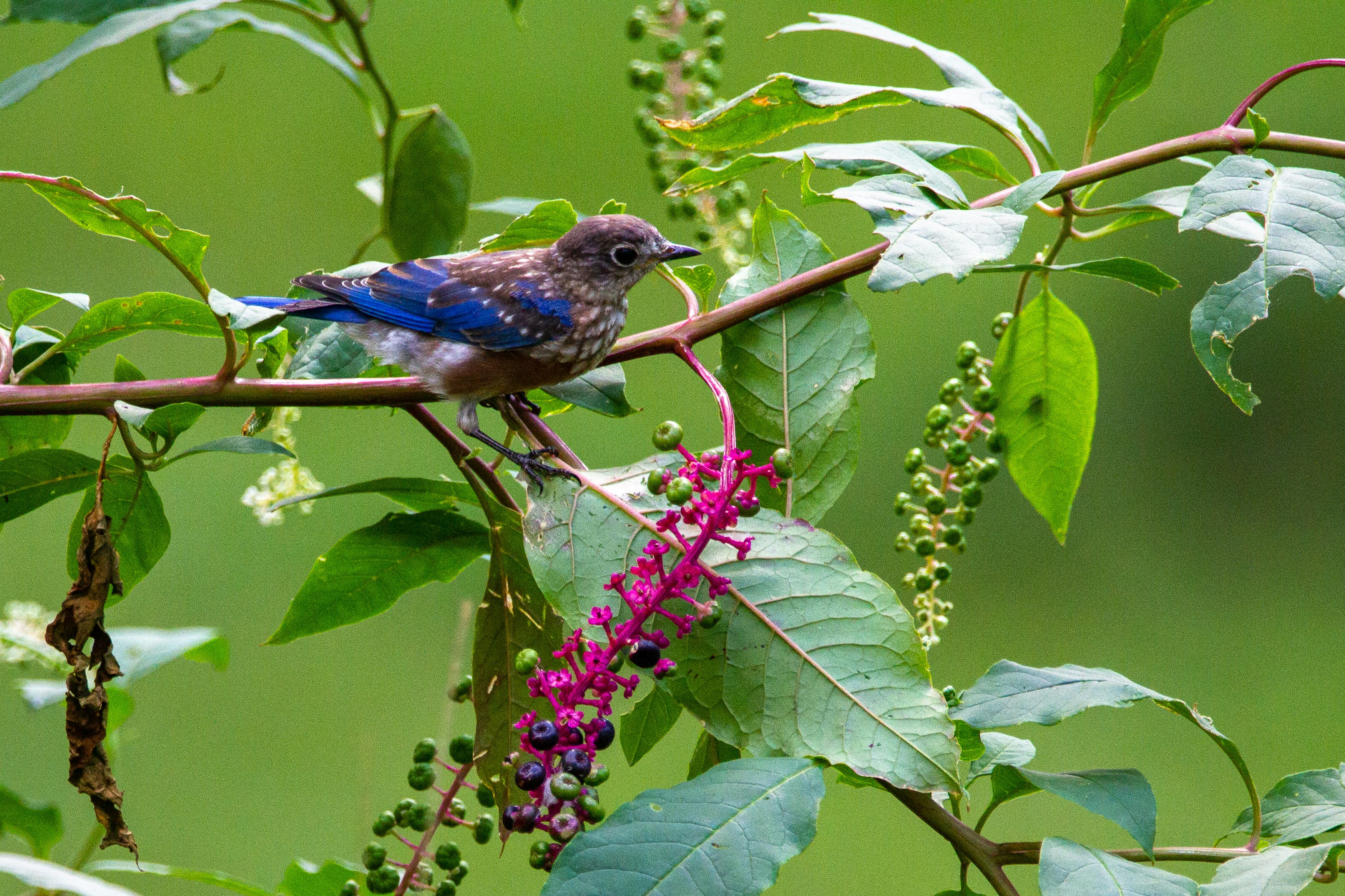 A bluebird perched delicately on a vibrant branch adorned with green leaves and pink berries.