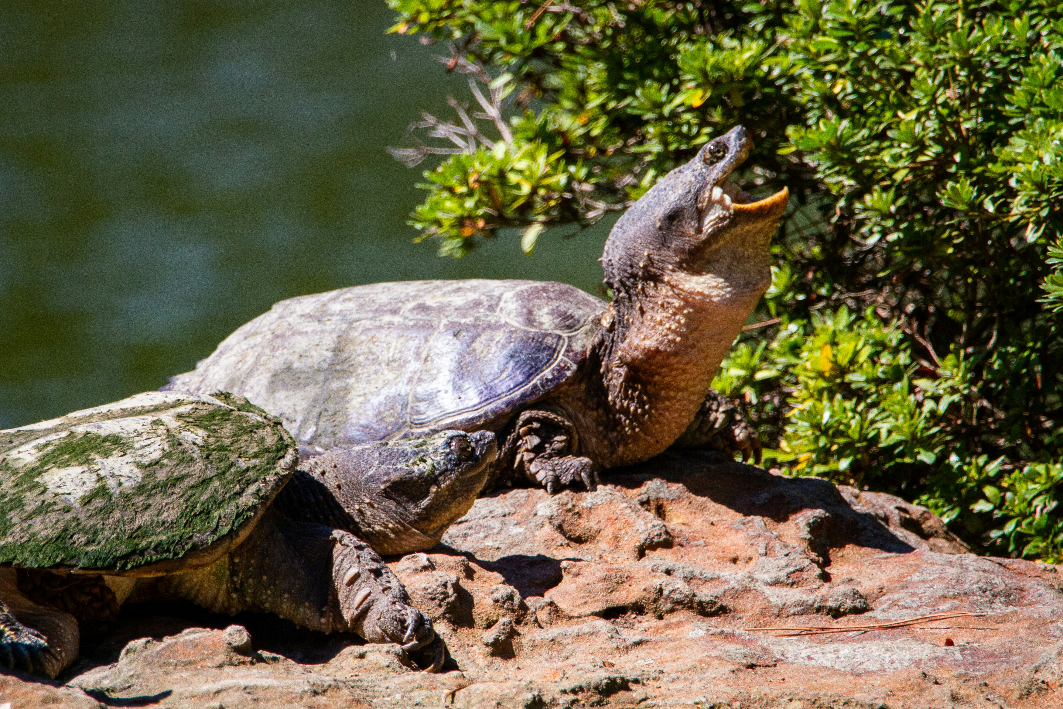 Two turtles basking on a sunlit rock near a tranquil water body, one with its mouth open as if singing. 