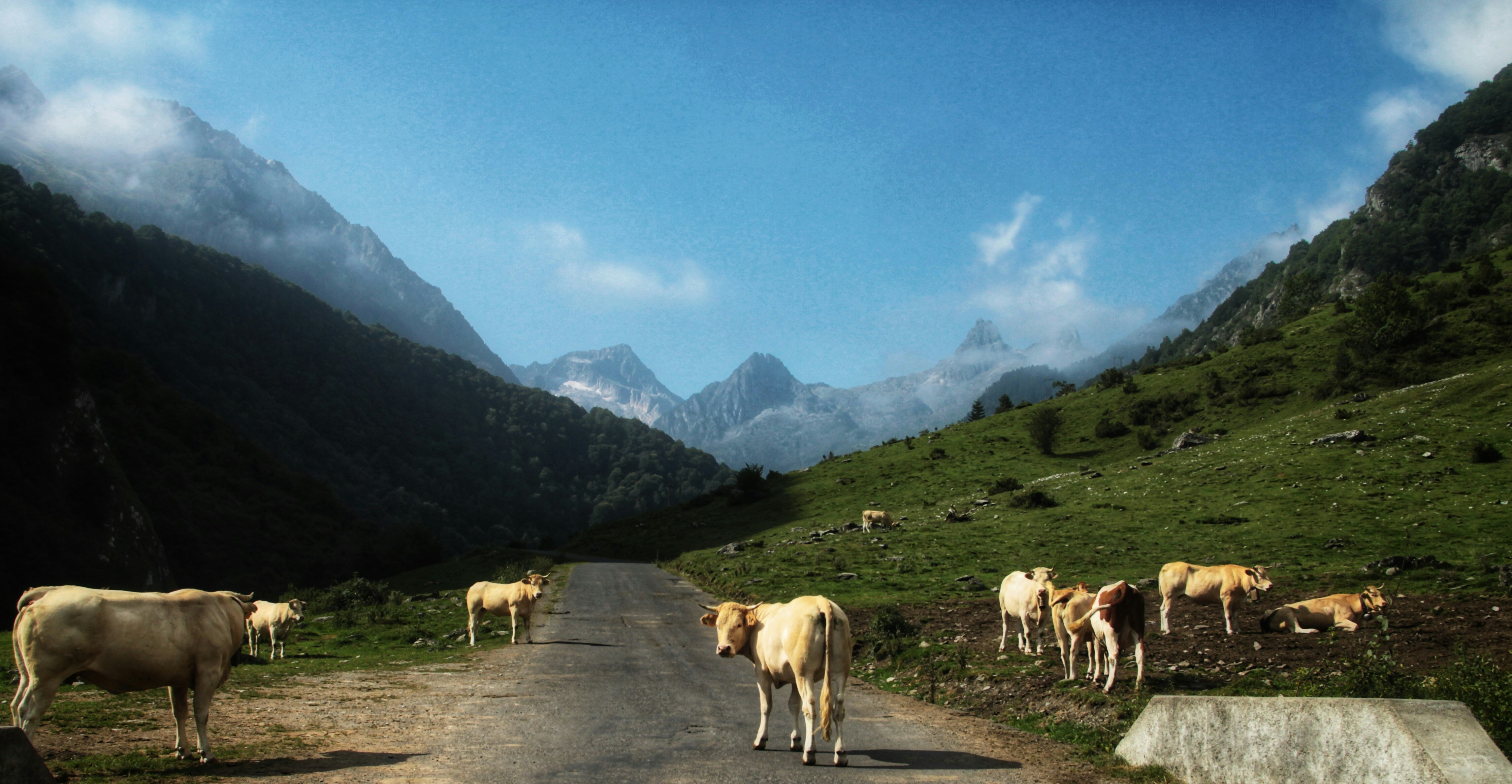 Alpine Roadside Herd Beneath Quiet Peaks