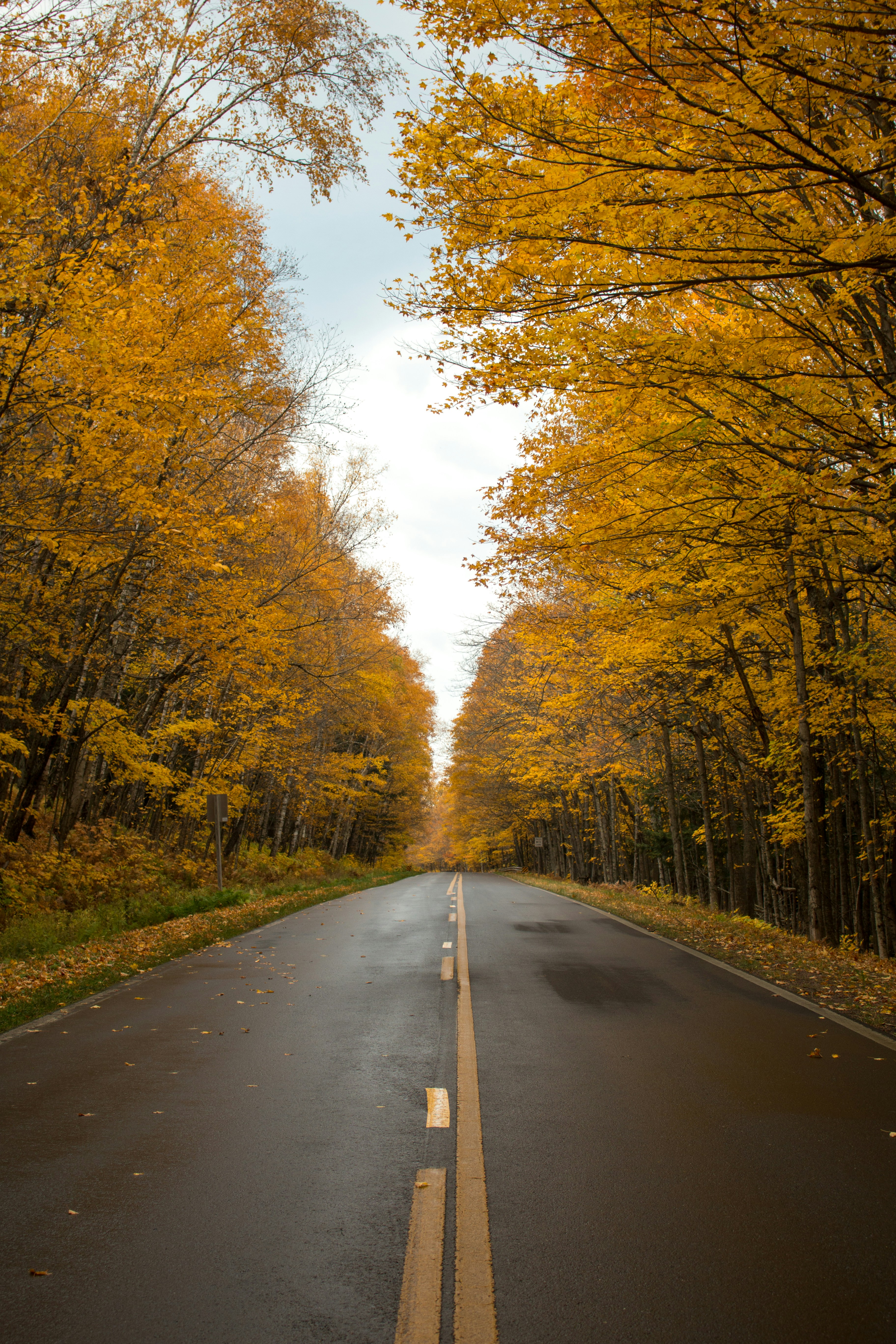 A serene road flanked by vibrant golden trees, leading into a tranquil autumn landscape. The wet pavement reflects the warm hues of the foliage.