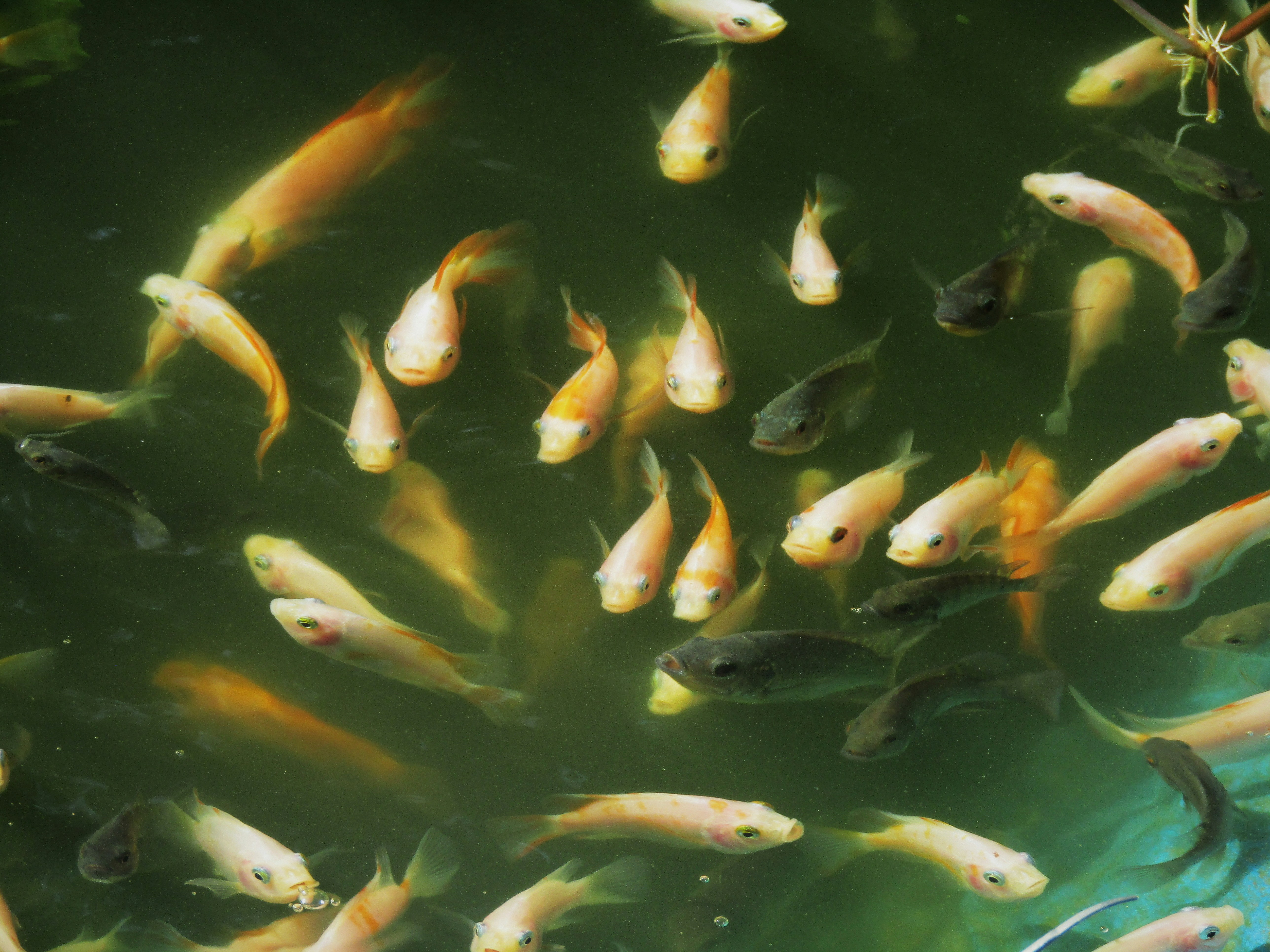 Un grand groupe de poissons nageant dans un étang photo – Photo Poisson ...