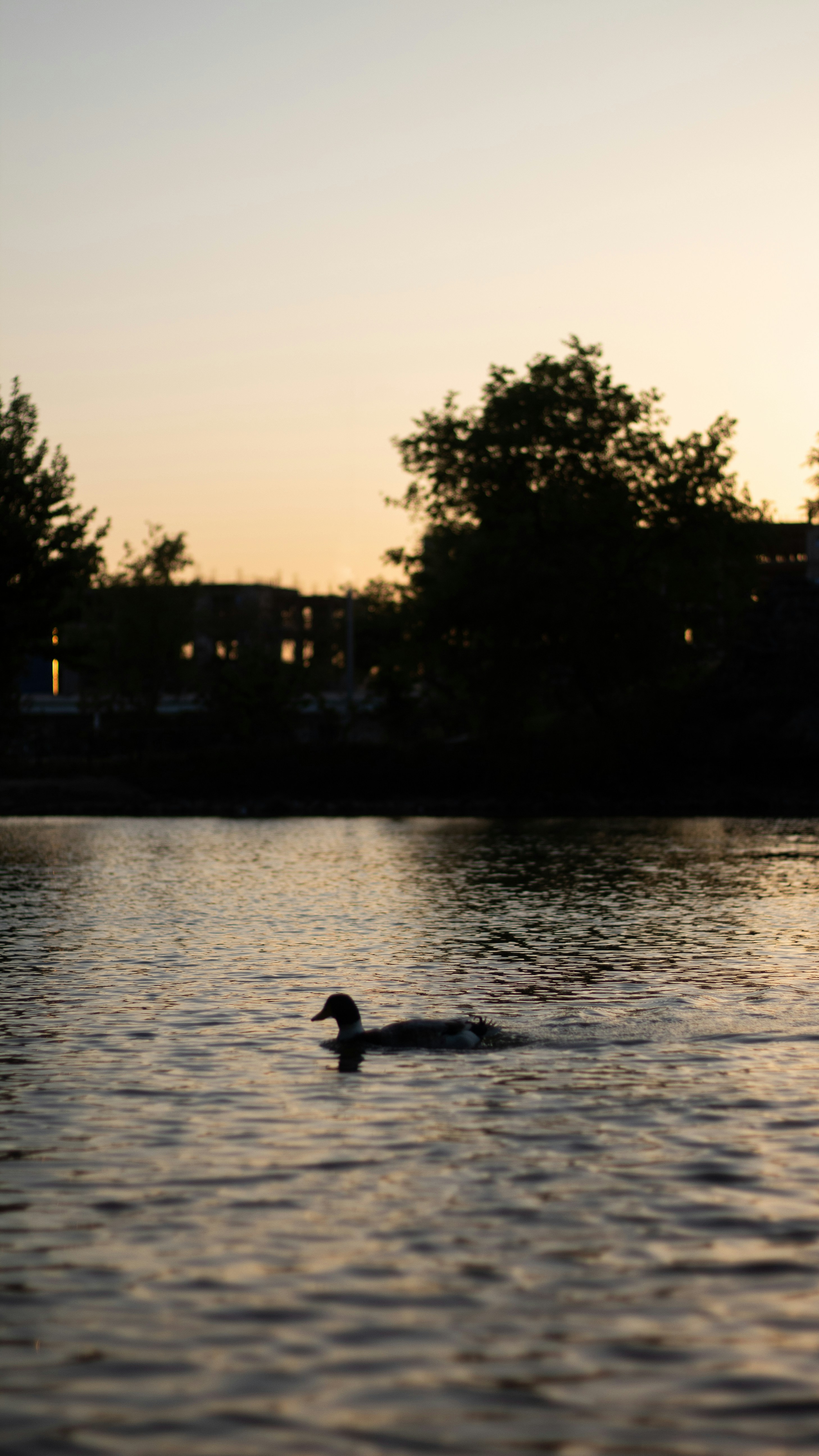 A duck swims across a picturesque landscape 