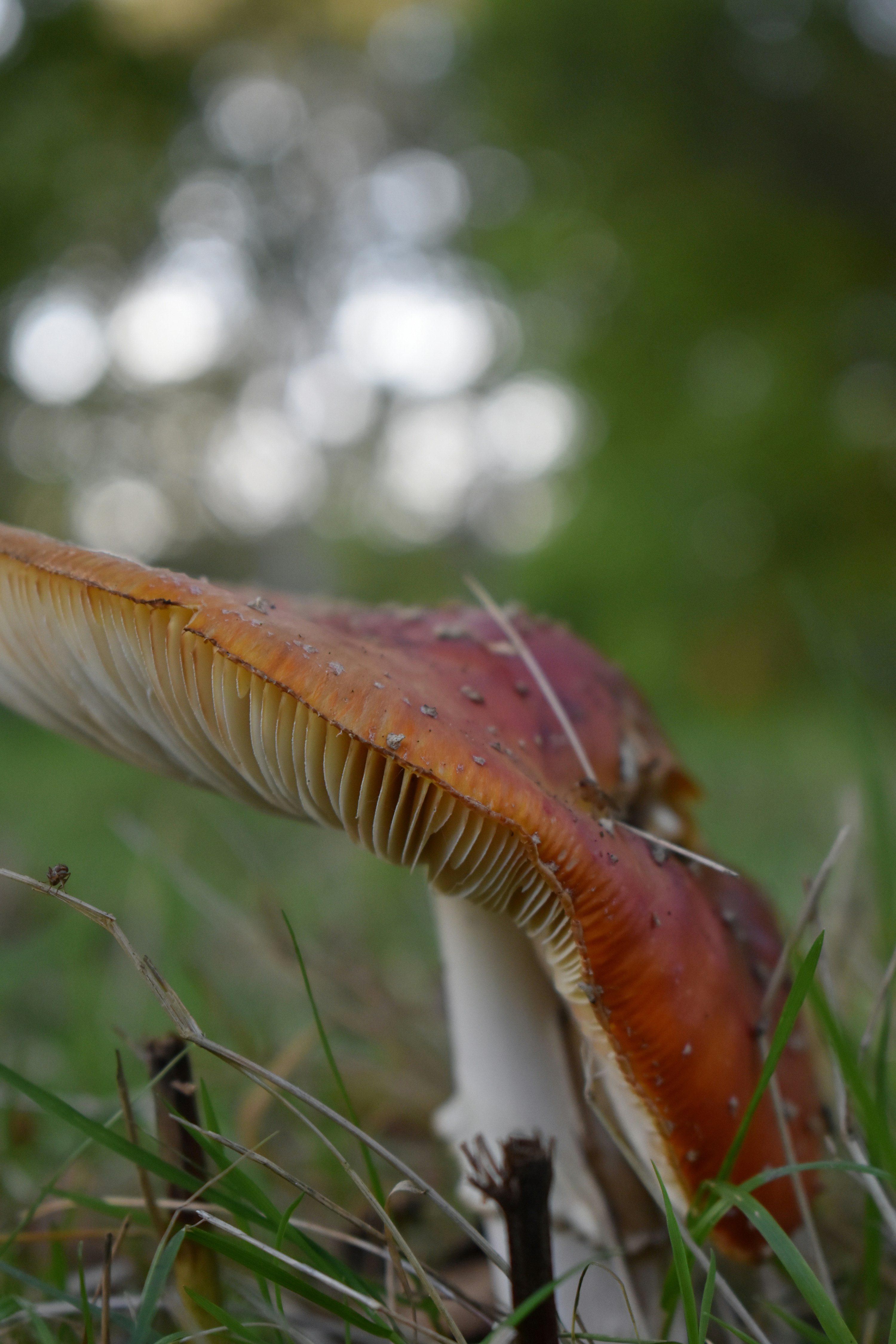 Crimson Cap at Ground Level: Close-Up of a Mushroom