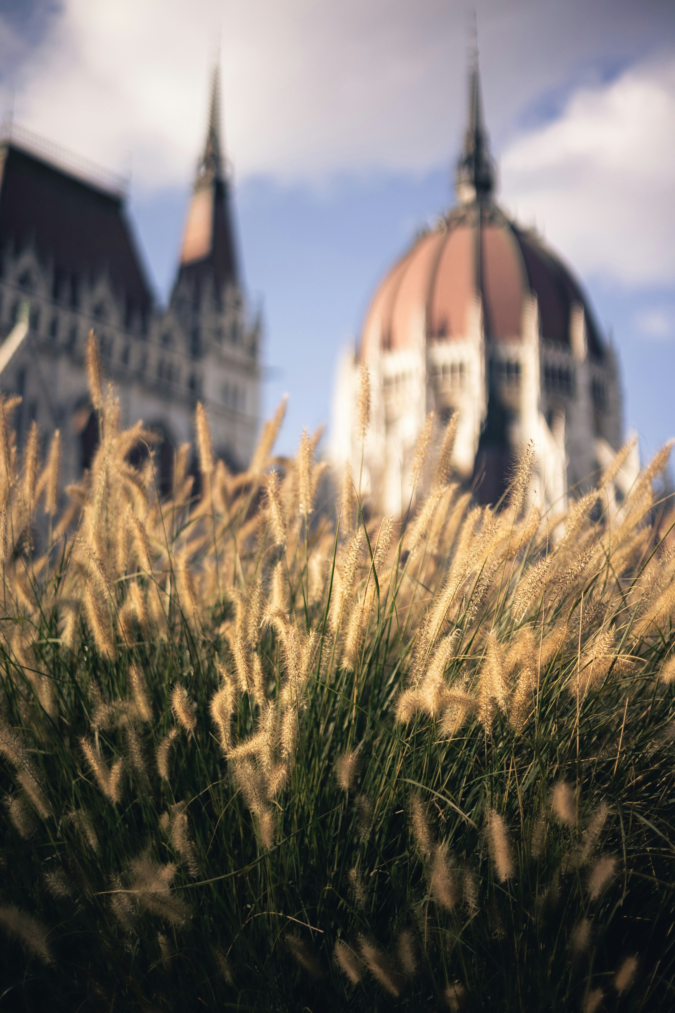 Golden grasses sway gently in the foreground, framing the ornate domes of a historic building in soft focus. The scene captures the harmony between nature and architecture.