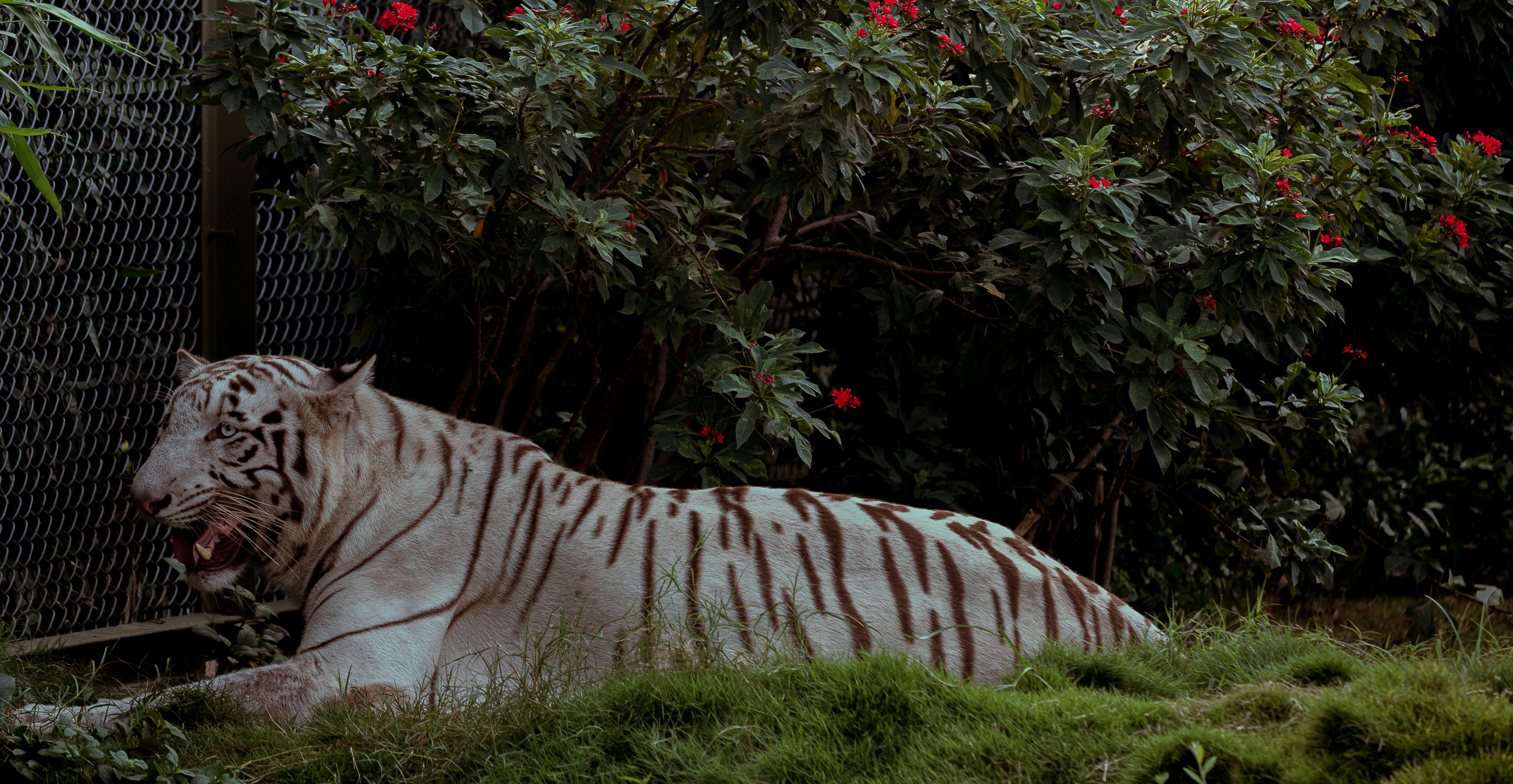 Whispering Stripes: White Tiger Resting by Garden Foliage