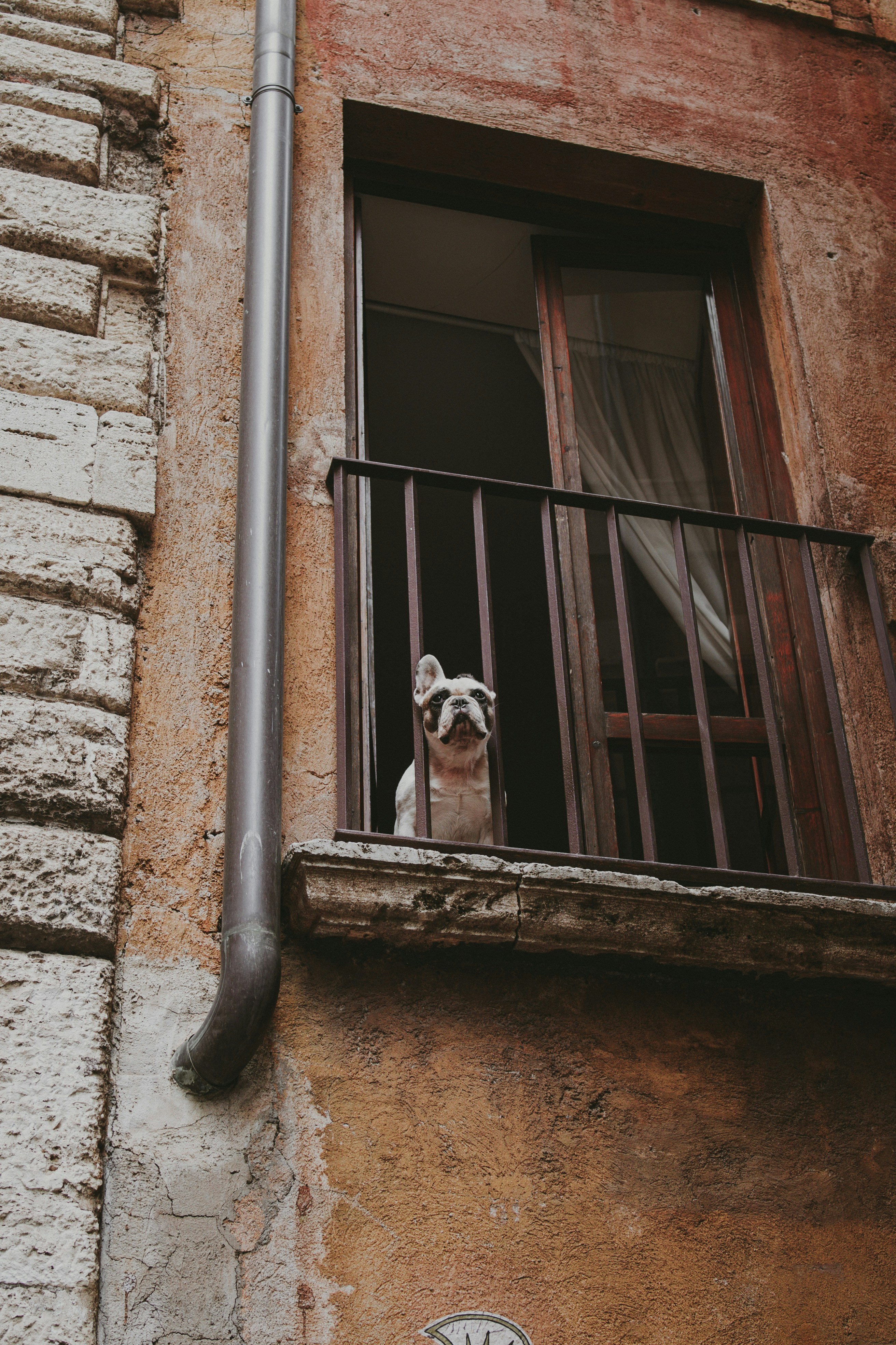 a dog is looking out of a window