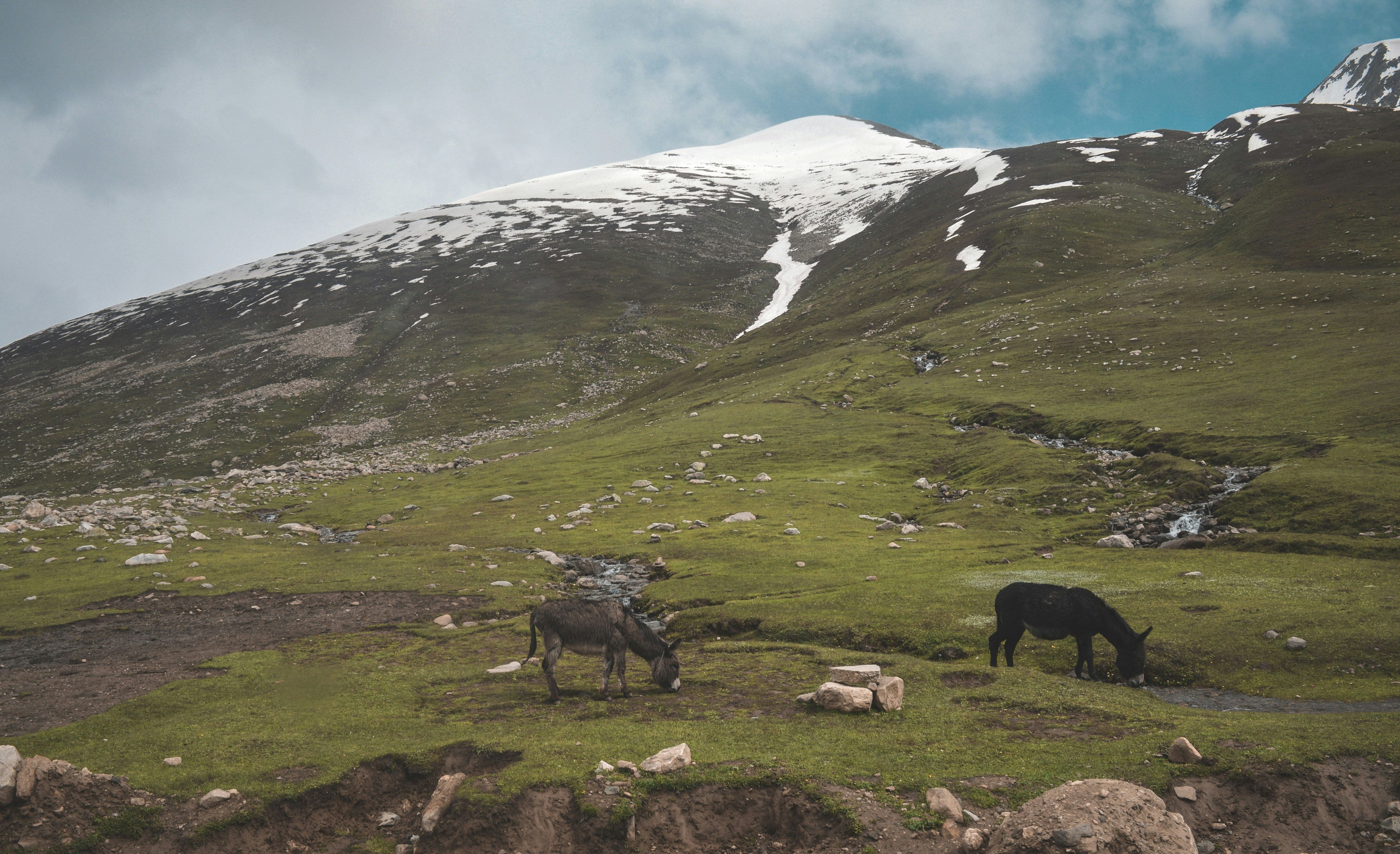 A couple of animals that are standing in the grass photo – Free Naran ...