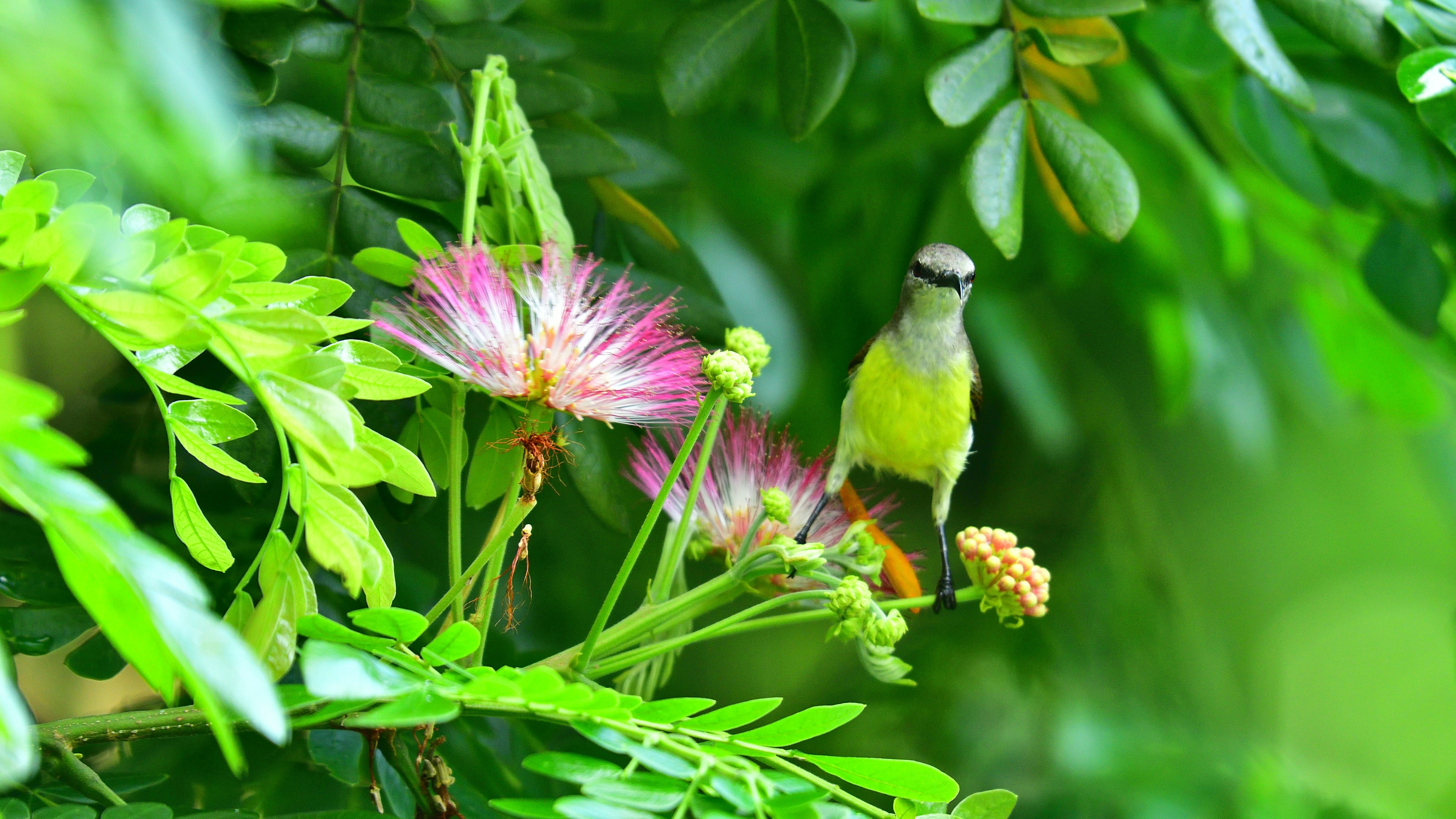 a small bird perched on top of a tree branch