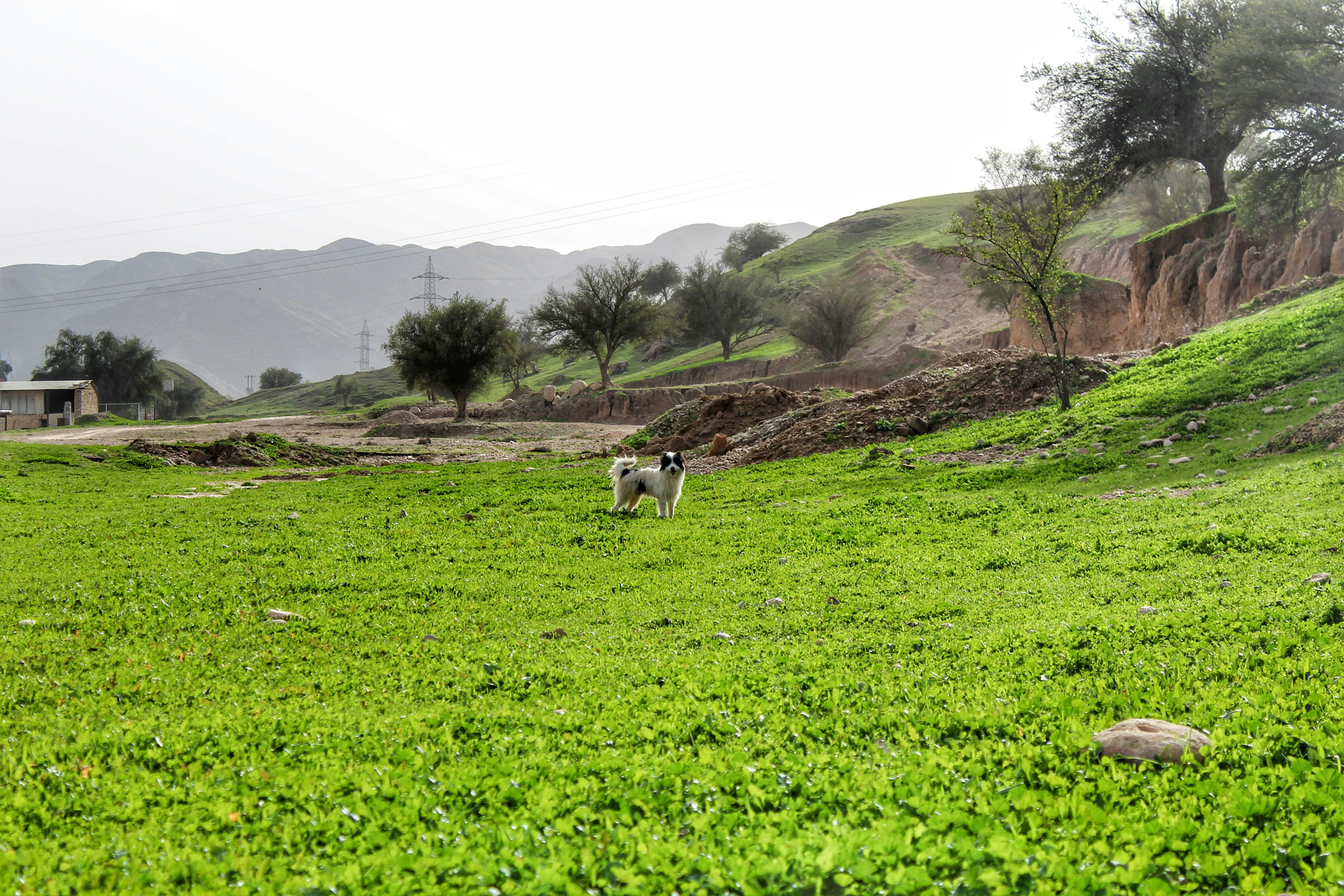 Goat at the Crest: A Quiet Meadow Beneath Rolling Hills