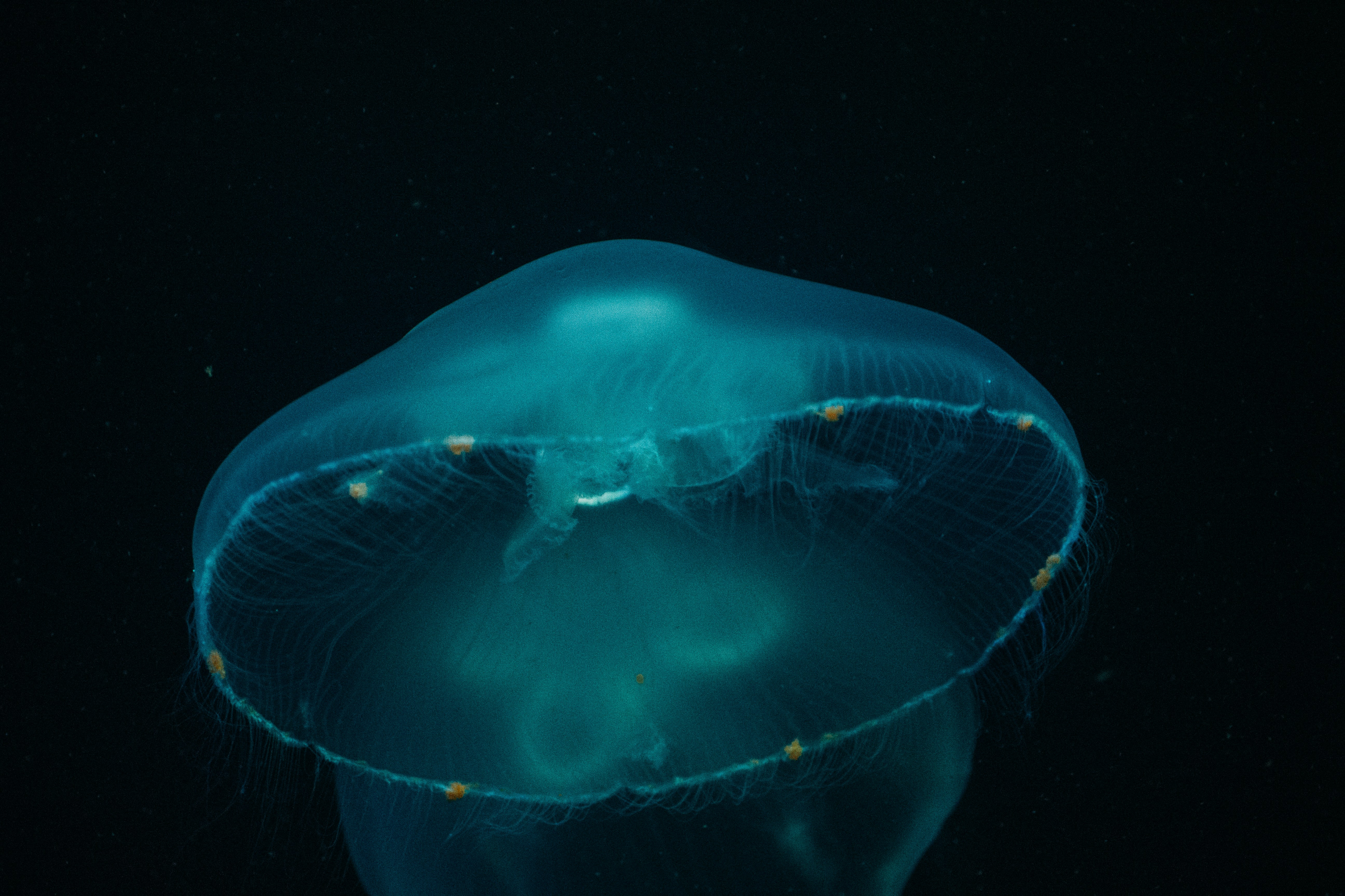 a blue jellyfish swimming in the dark water