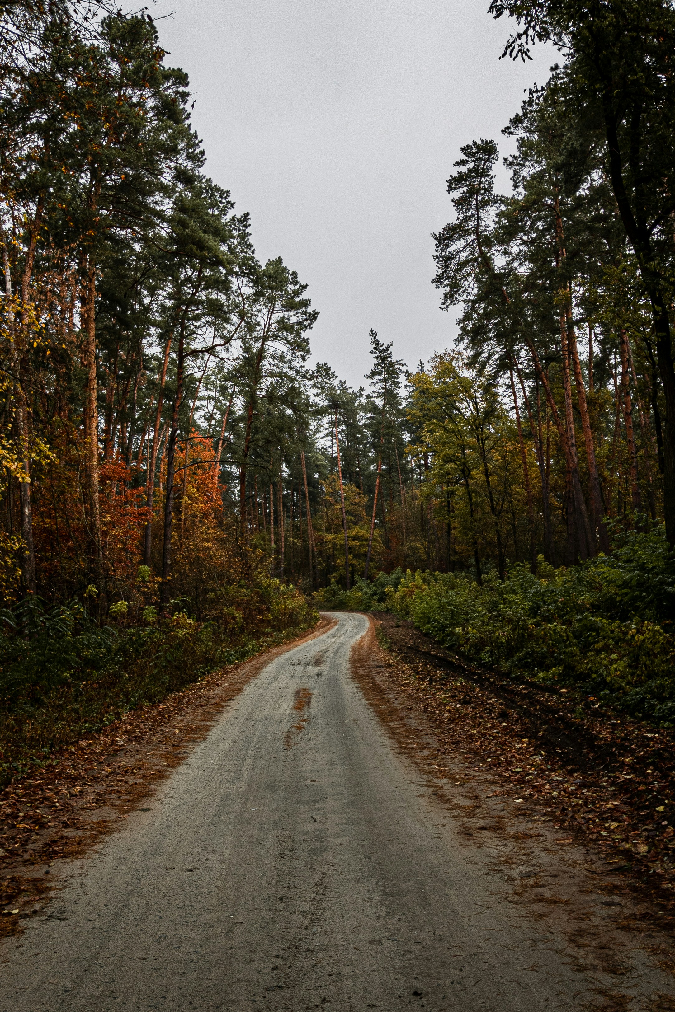 Autumn Road Through the Quiet Pines