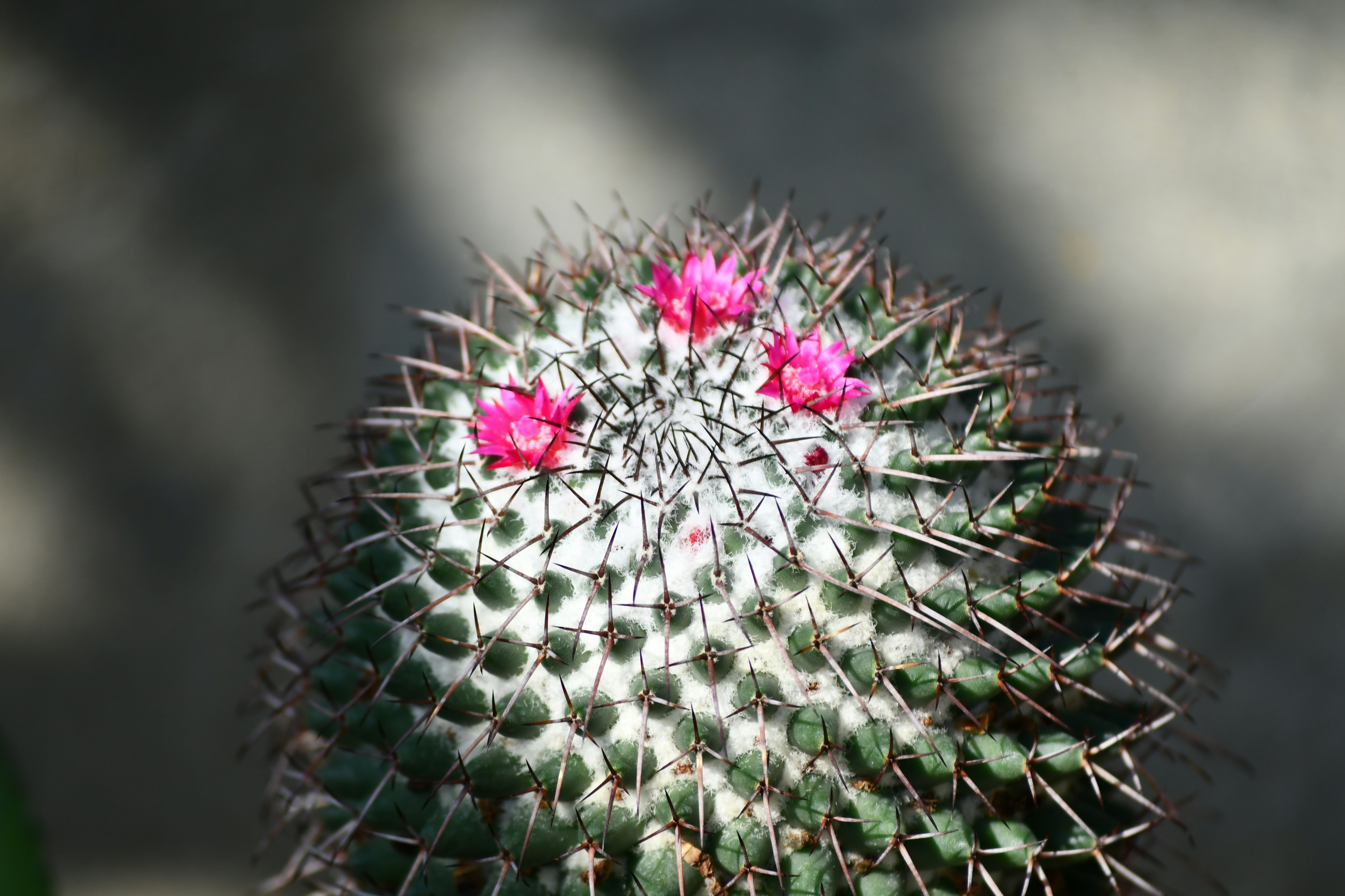 Cactus Crown: Pink Blossoms Adorn a Spiny Globe